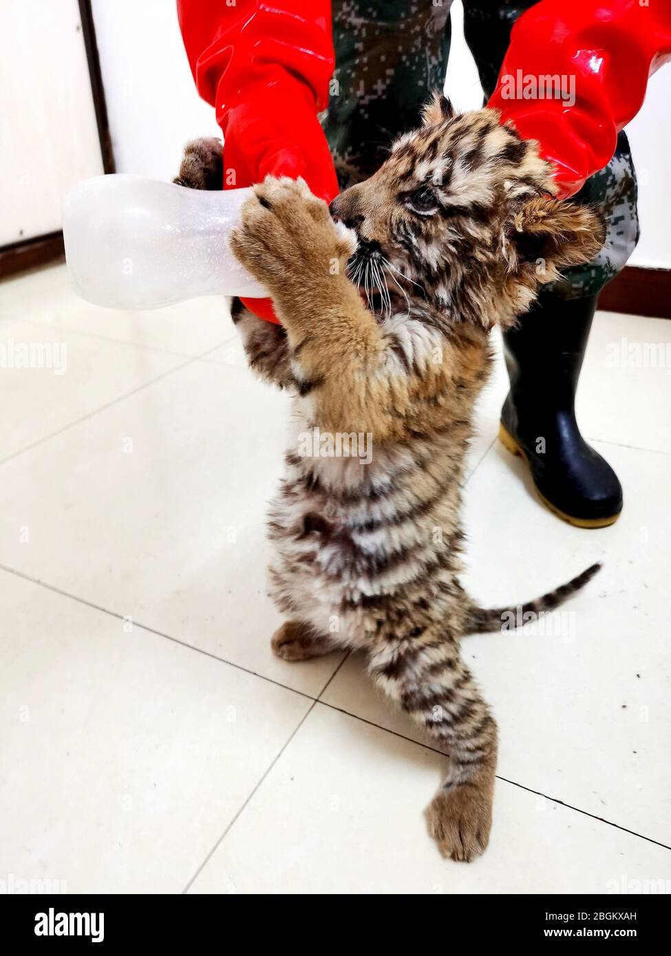 A baby South China tiger drinks milk at the zoo in Wangcheng Park in ...