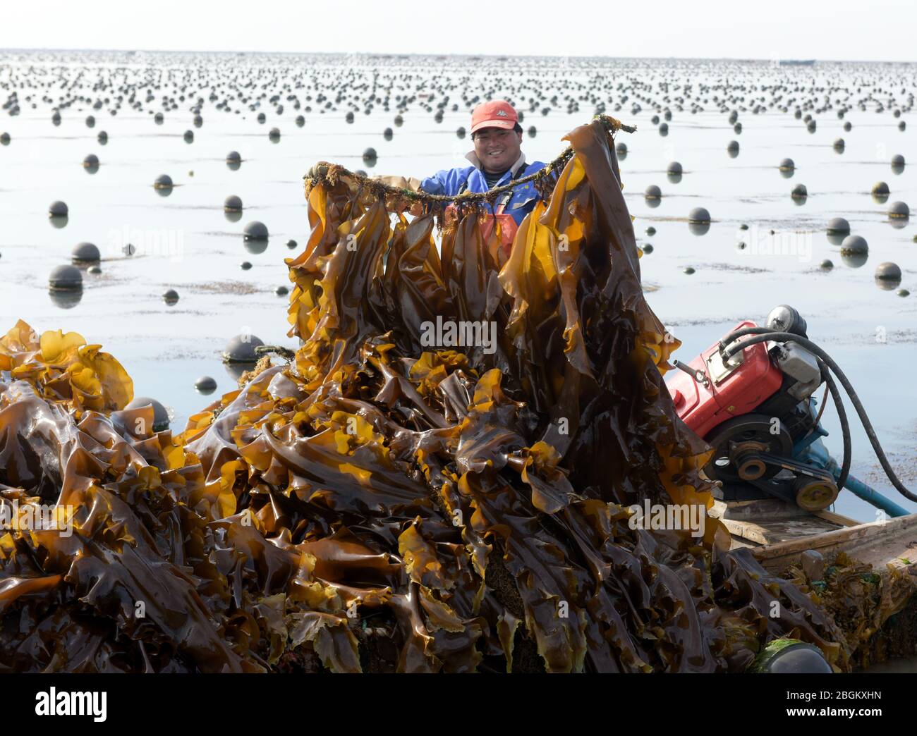 Seaweed harvest boat hi-res stock photography and images - Alamy