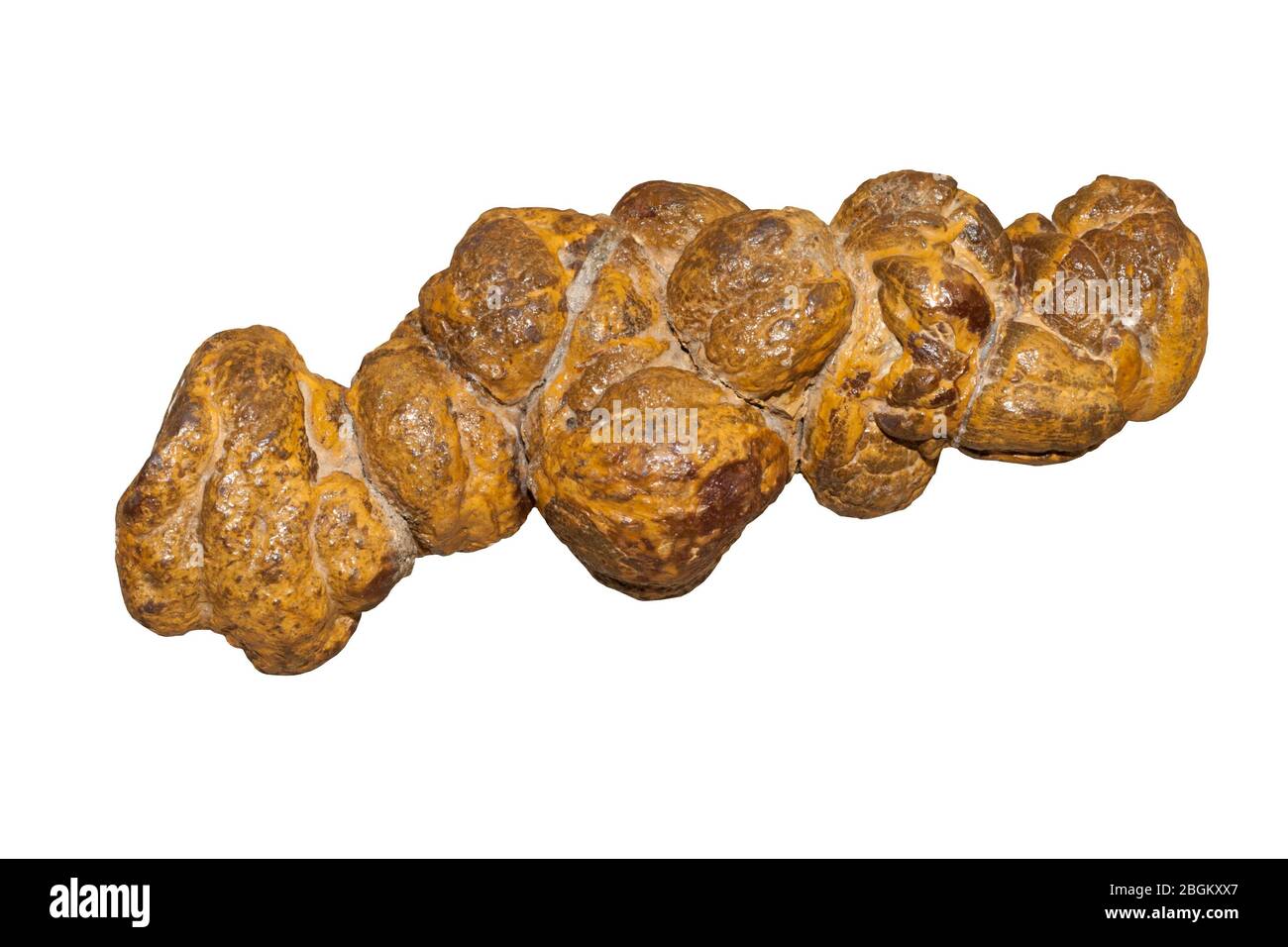 Coprolite, fossilized dung from a plant-eating dinosaur, on a white ...