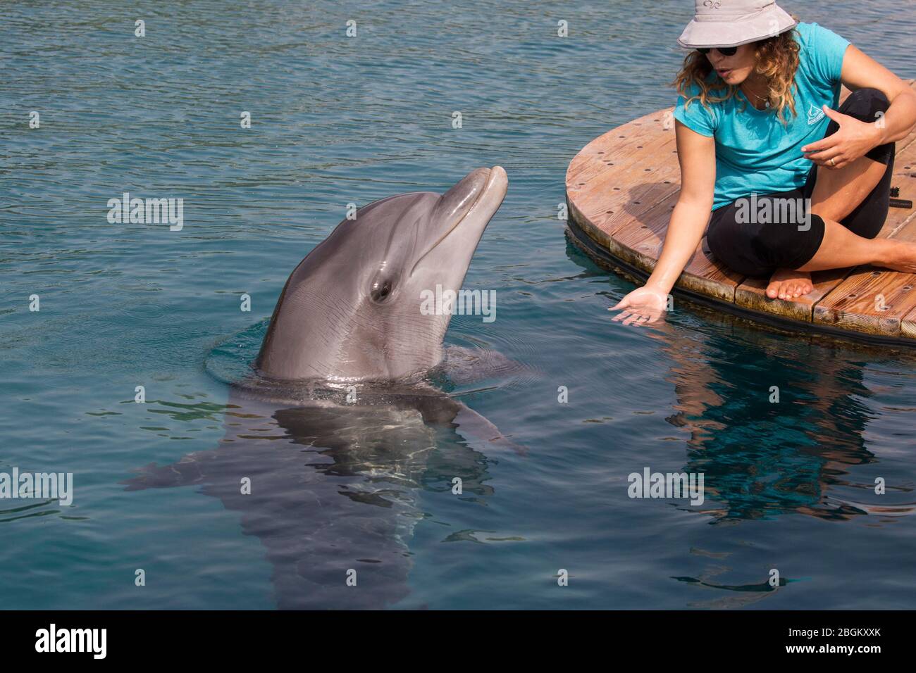Bottlenose dolphin approaching woman at Dolphin Reef in the Red Sea ...