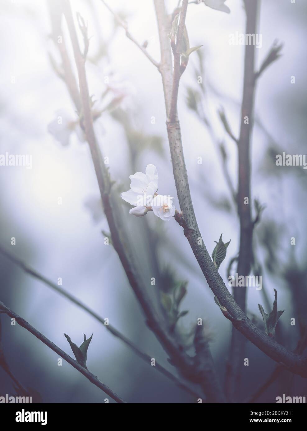 Peach Tree Blossom, Flower Background; Vintage style Stock Photo - Alamy