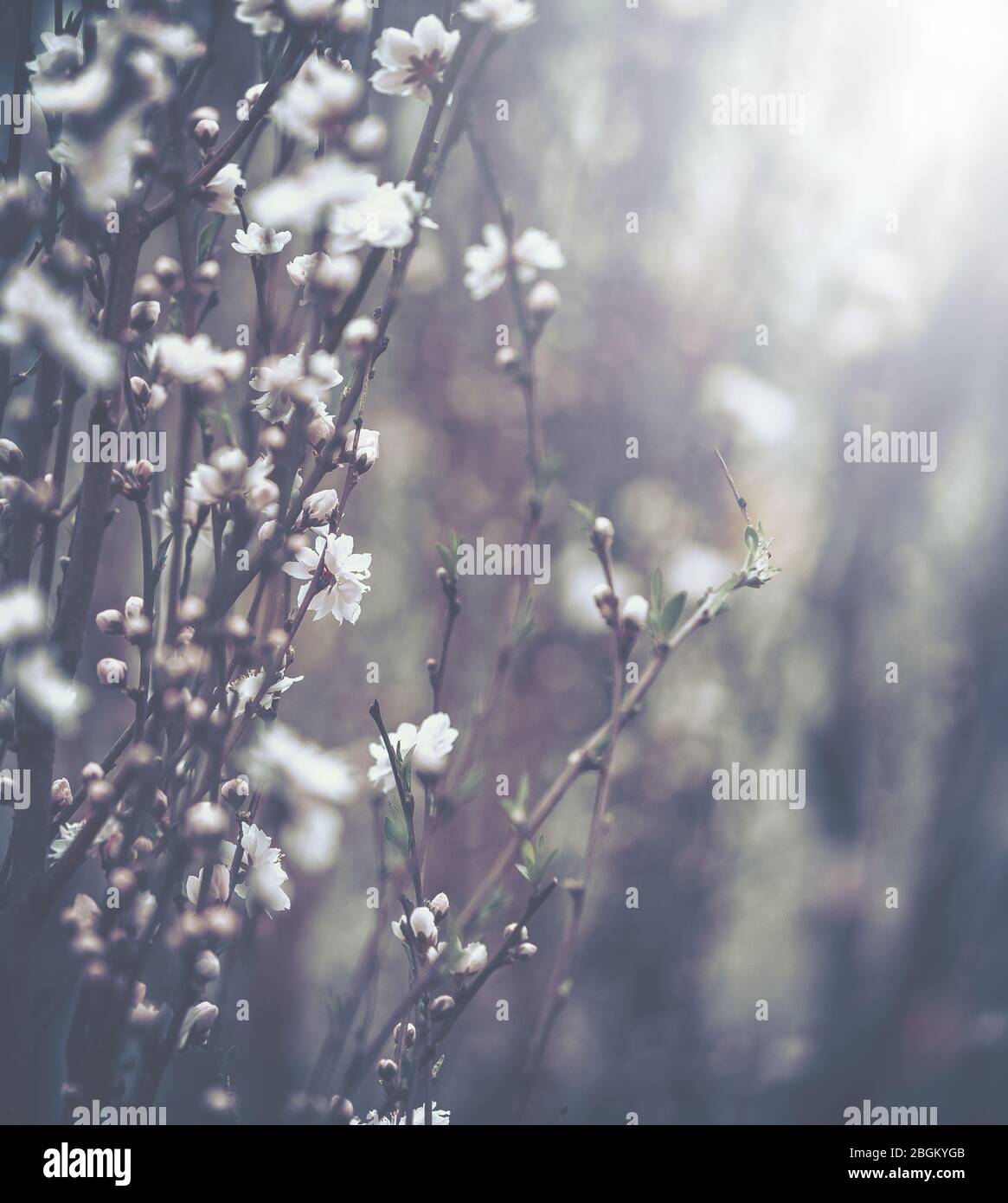 Peach Tree Blossom, Flower Background; Vintage style Stock Photo - Alamy