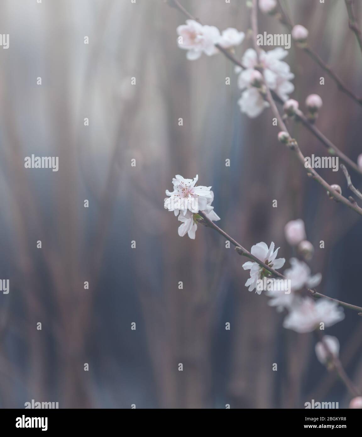 Peach Tree Blossom, Flower Background; Vintage style Stock Photo - Alamy