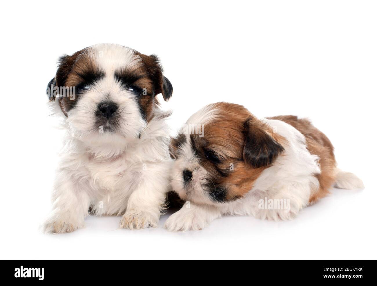 Shih tzu dog two puppies hi-res stock photography and images - Alamy