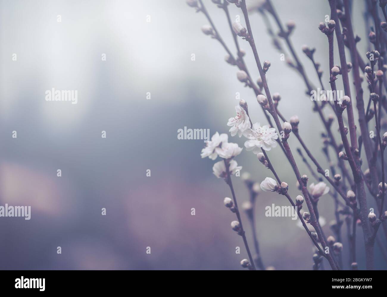 Peach Tree Blossom, Flower Background; Vintage style Stock Photo - Alamy