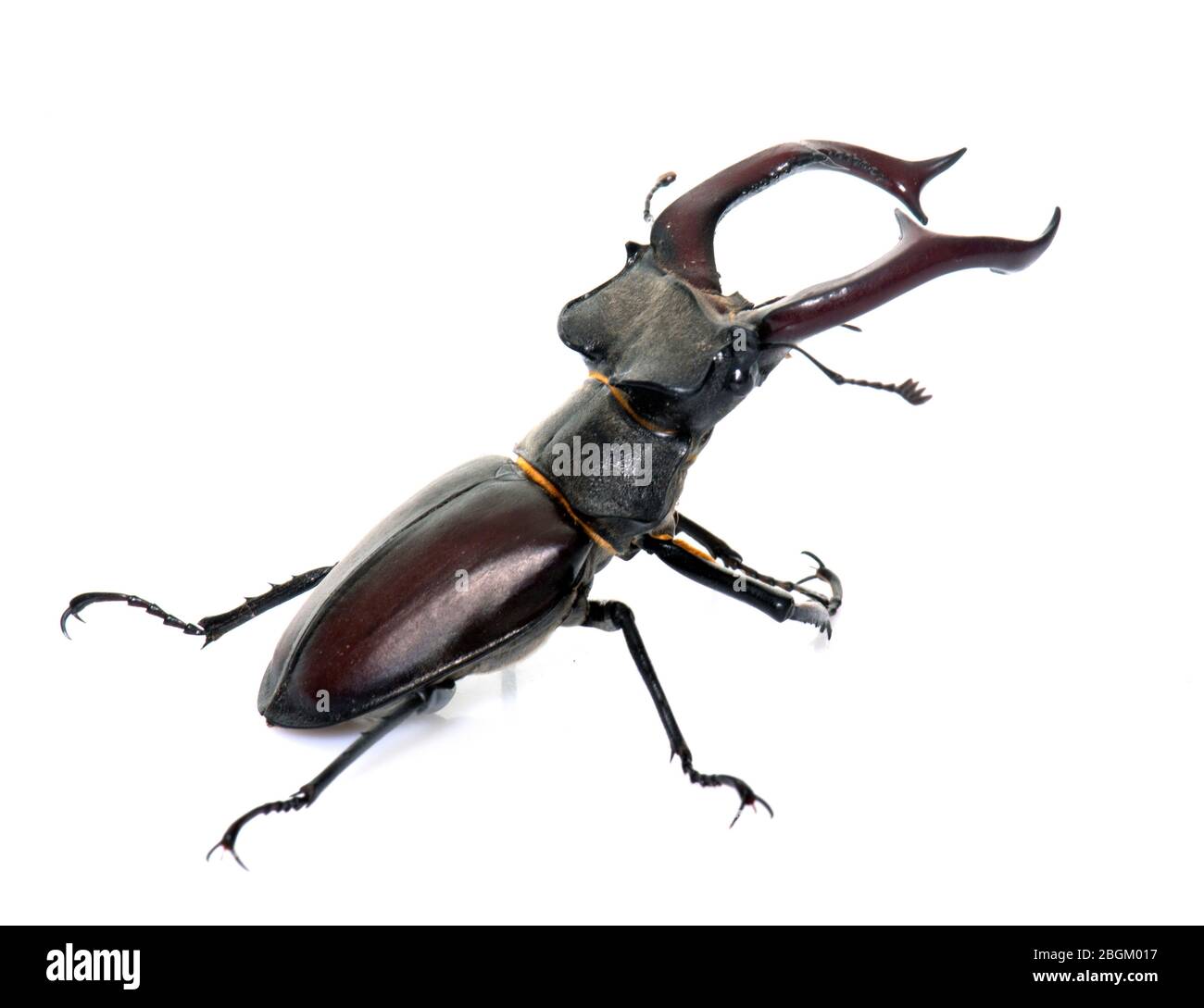 Lucanus cervus in front of white background Stock Photo - Alamy