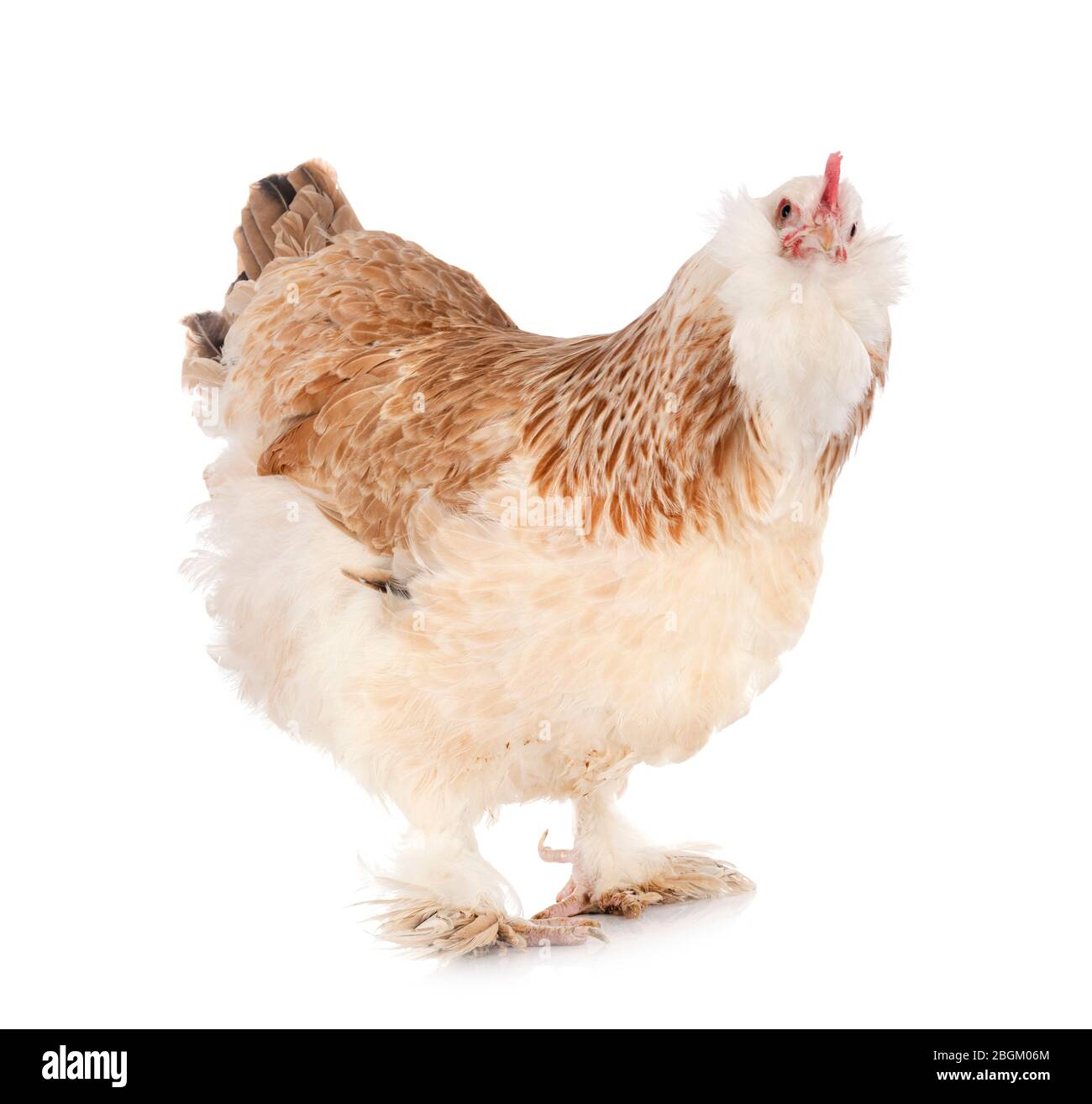 Faverolles chicken in front of white background Stock Photo - Alamy