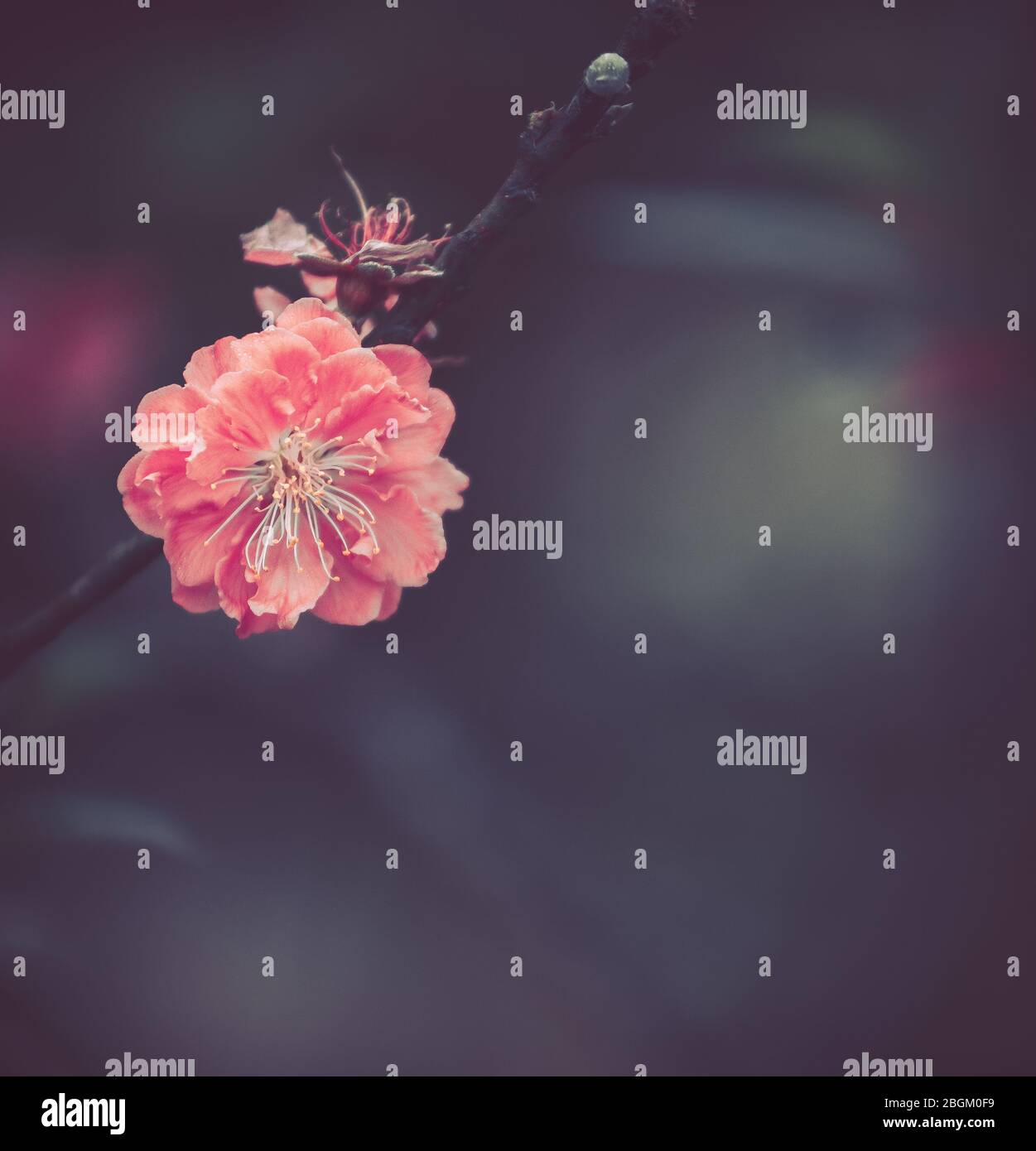 Peach Tree Blossom, Flower Background; Vintage style Stock Photo - Alamy