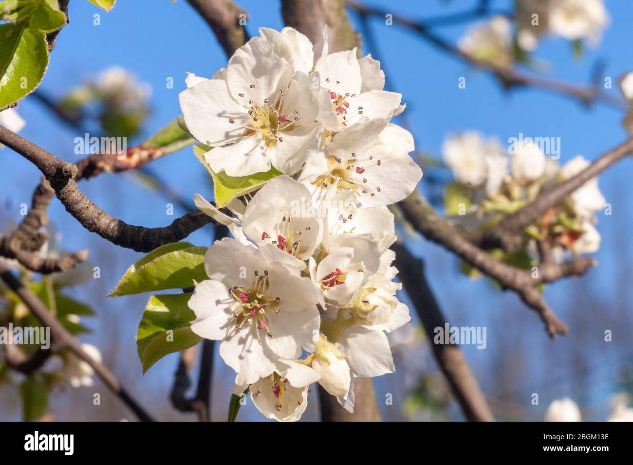 Flowering branches of fruit trees. Sunny orchard. Spring Flowers ...