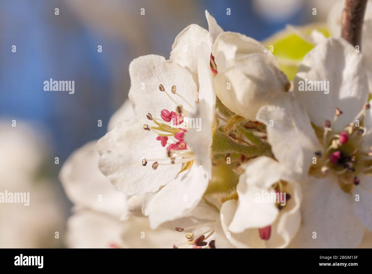 Flowering branches of fruit trees. Sunny orchard. Spring Flowers ...