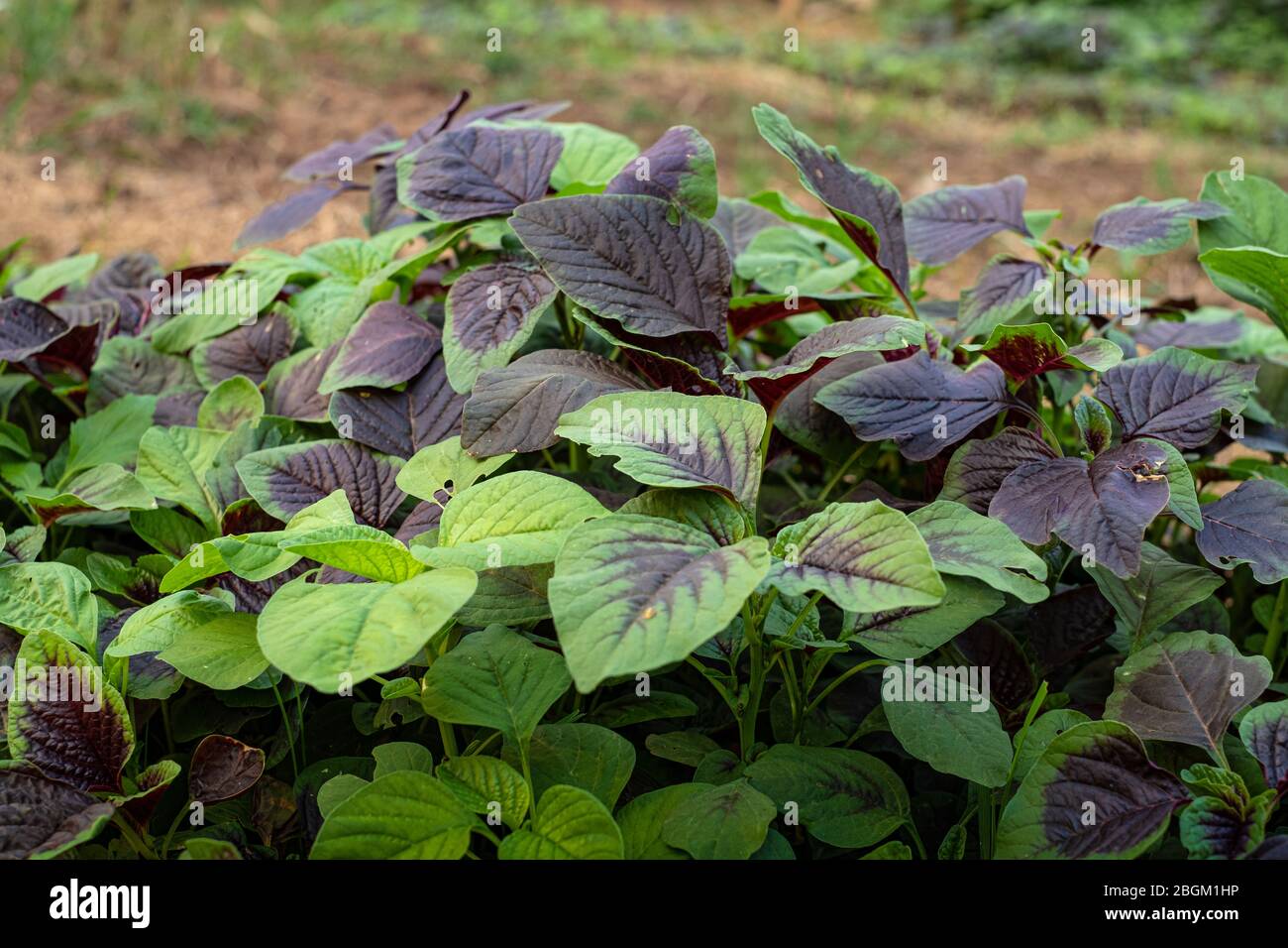 Spinach or red amaranth vegetables in gardens, The scientific name ...