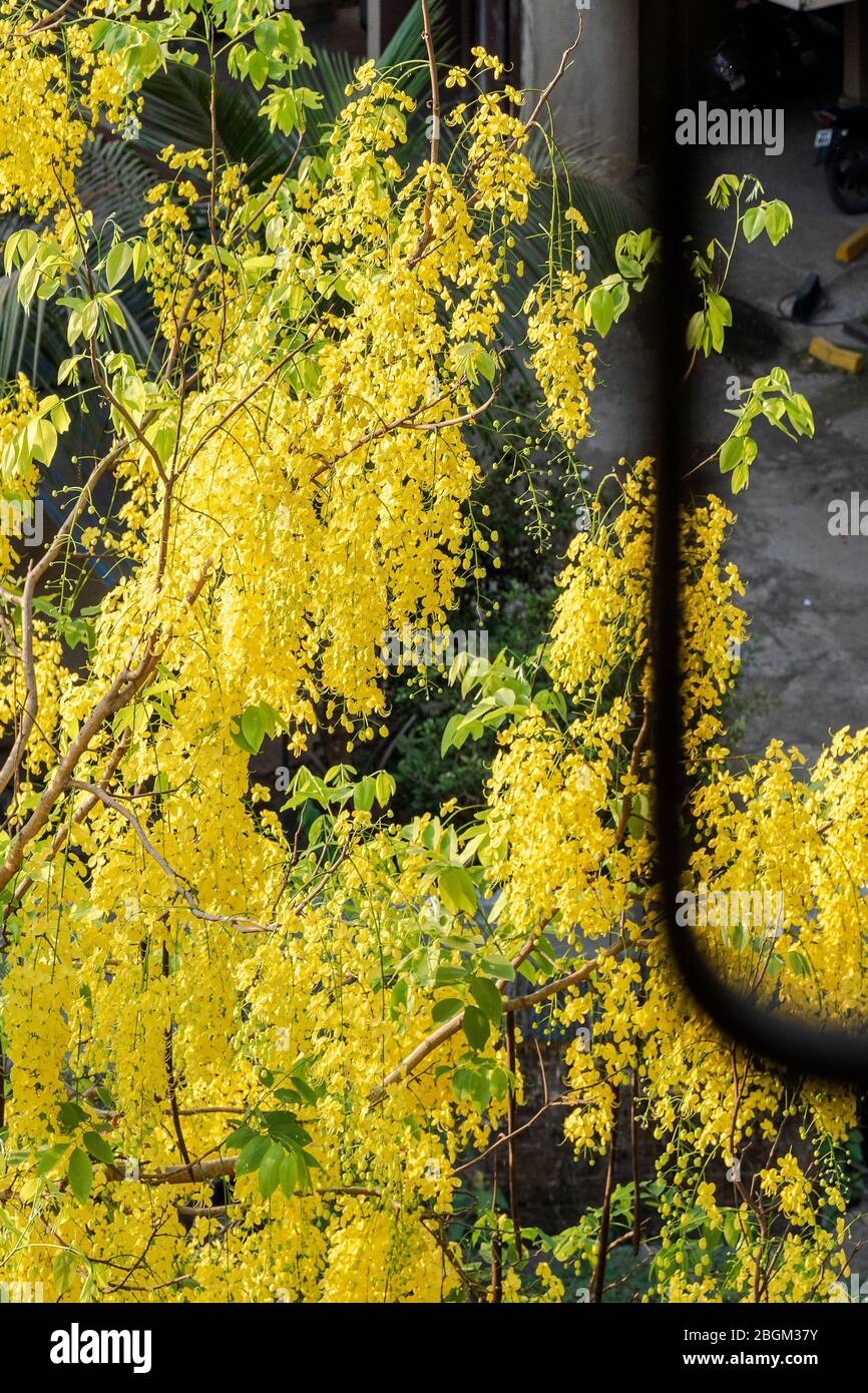 20 Apr 2020 Cassia fistula; golden rain tree; canafistula with Fruit From my Kitchen window ...
