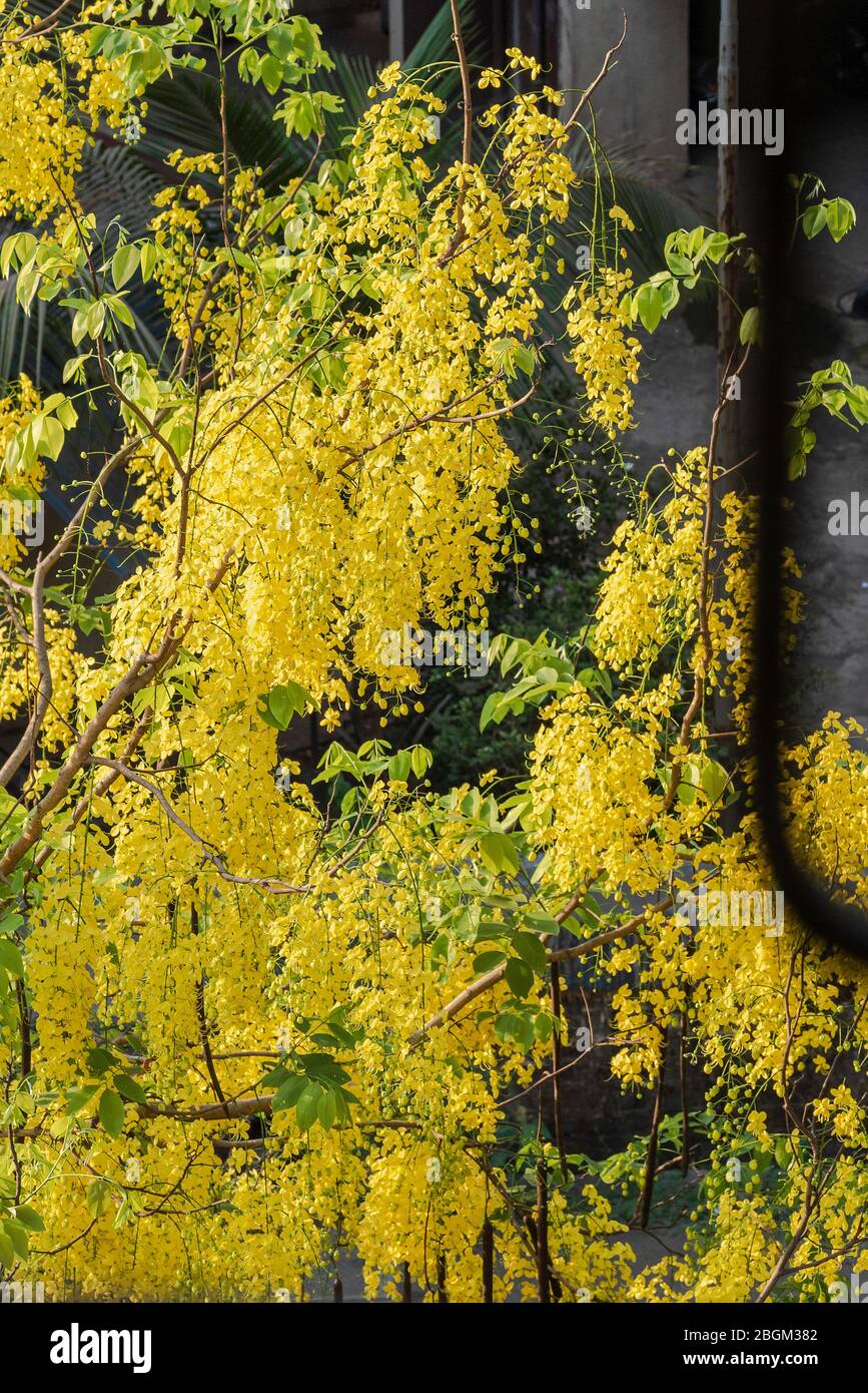 20 Apr 2020 Cassia fistula; golden rain tree; canafistula with Fruit From my Kitchen window ...