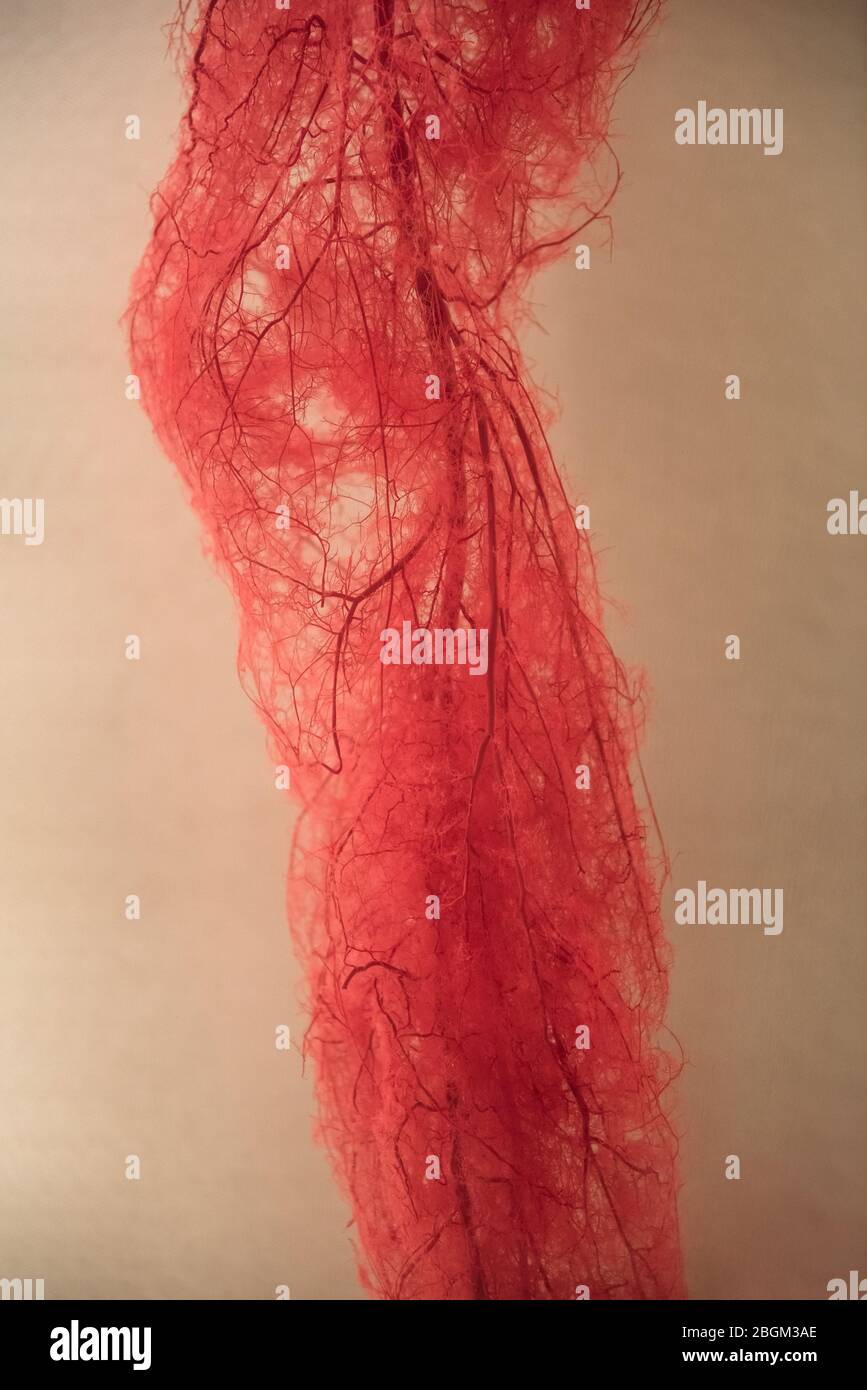 Leg blood vessels hi-res stock photography and images - Alamy