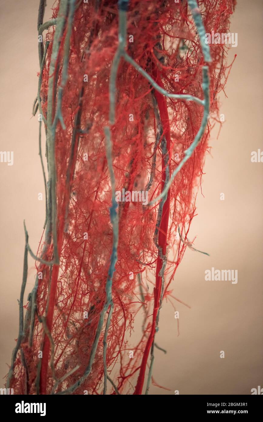 Blood Vessels of human leg Stock Photo - Alamy