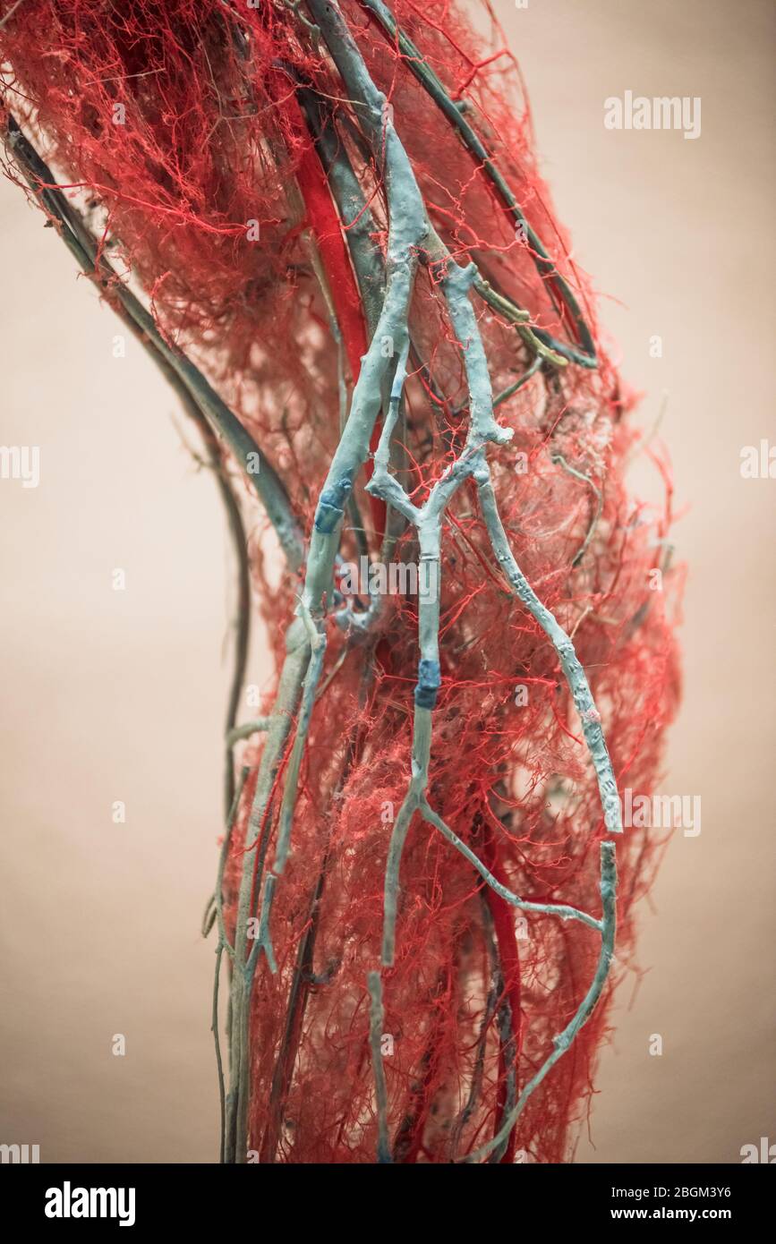 Blood Vessels of human leg Stock Photo - Alamy