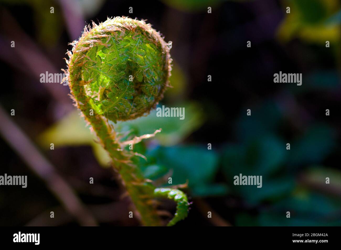 Fern New Growth Stock Photo - Alamy