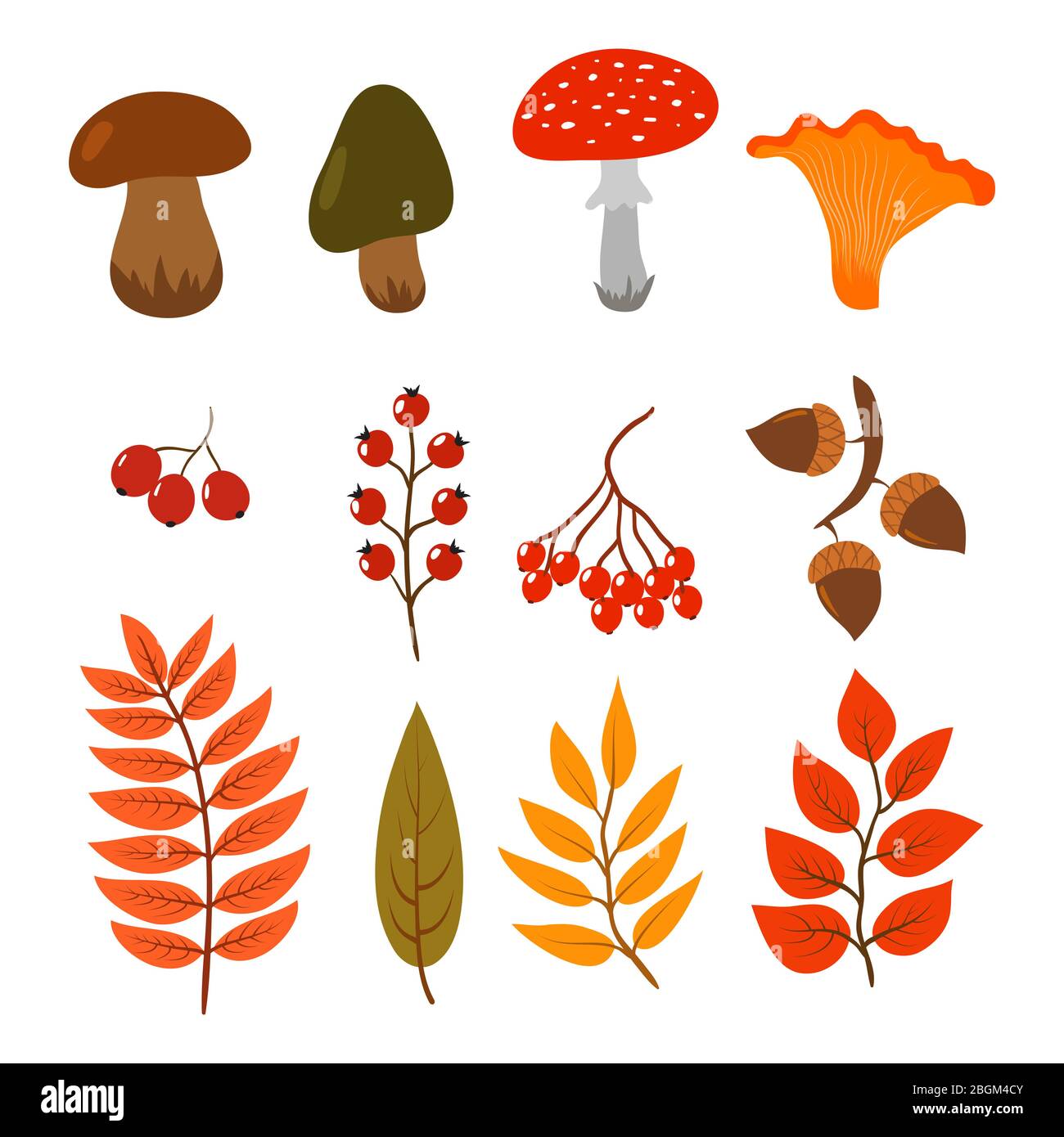 Autumn leaves, mushrooms and berries isolated on white background ...