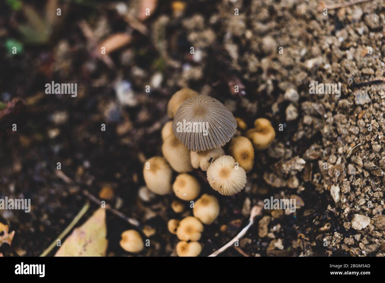 close-up of toadstool mushrooms outdoor in sunny backyard shot at ...