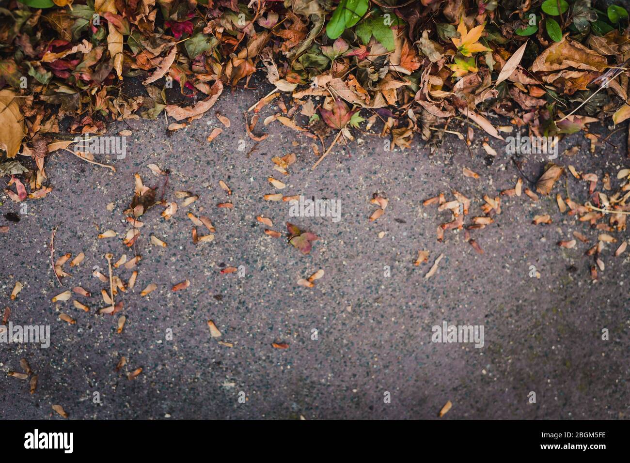 edge of fallen autumn leaves of multiple shapes and color on concrete ...