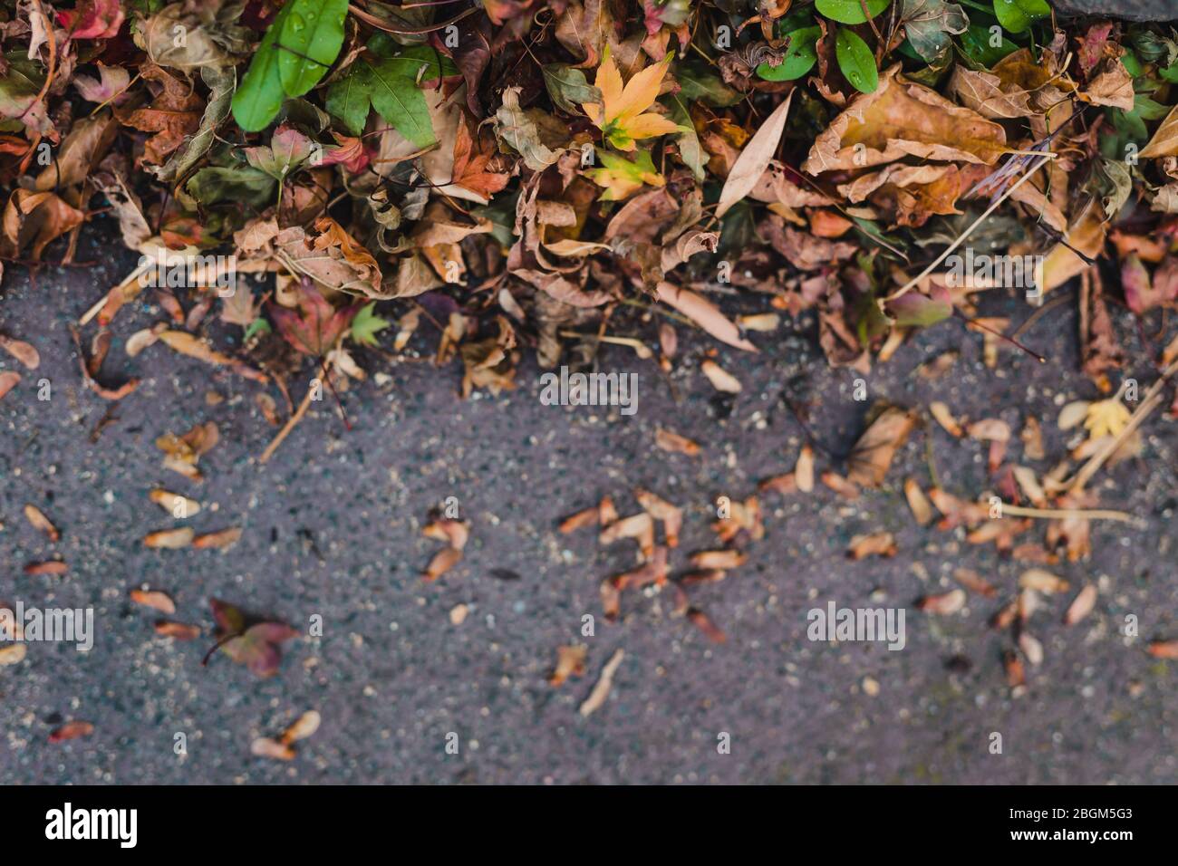 edge of fallen autumn leaves of multiple shapes and color on concrete ...