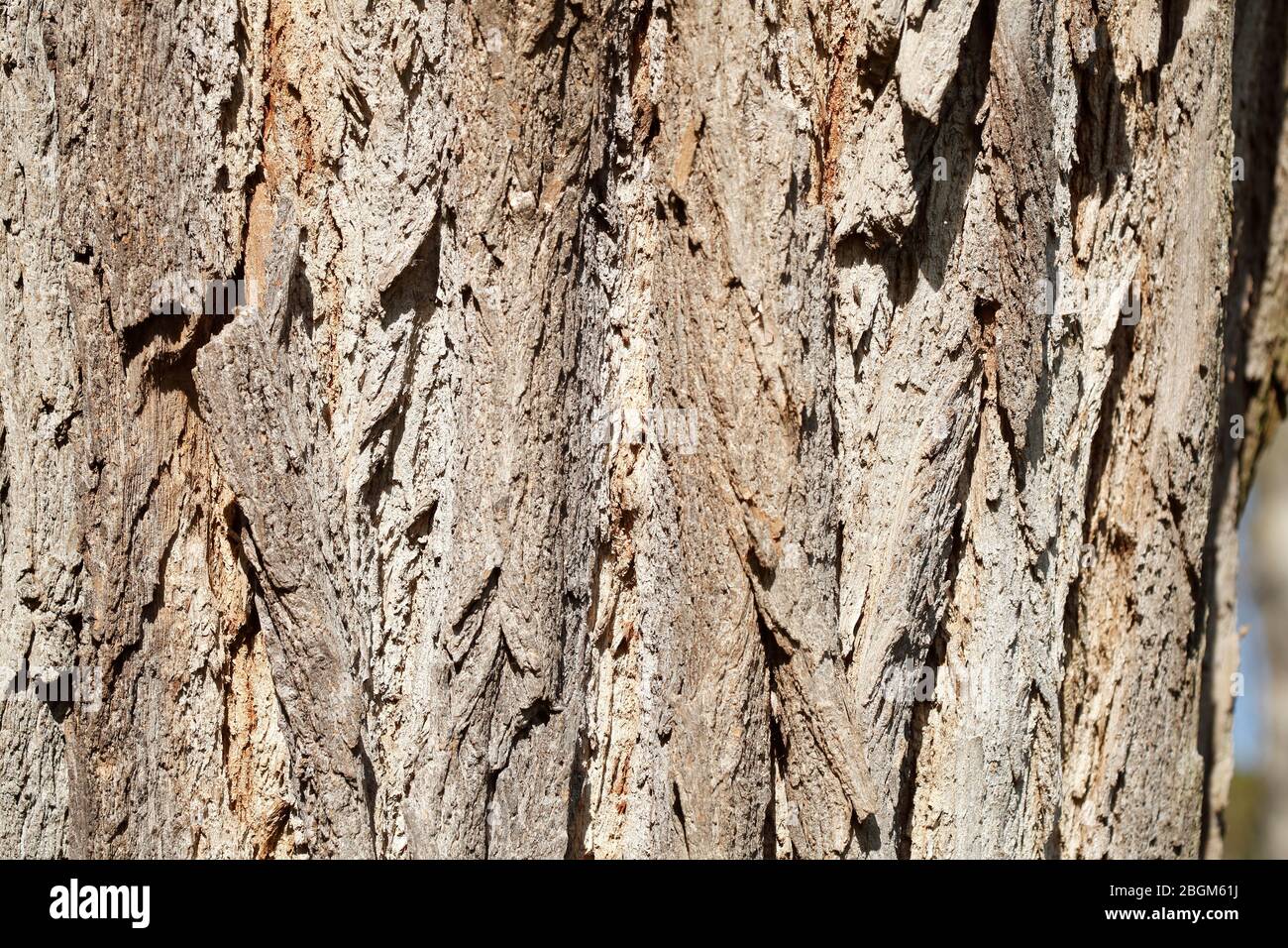 Tree trunk, wood texture, background image, brown tree bark Stock Photo ...