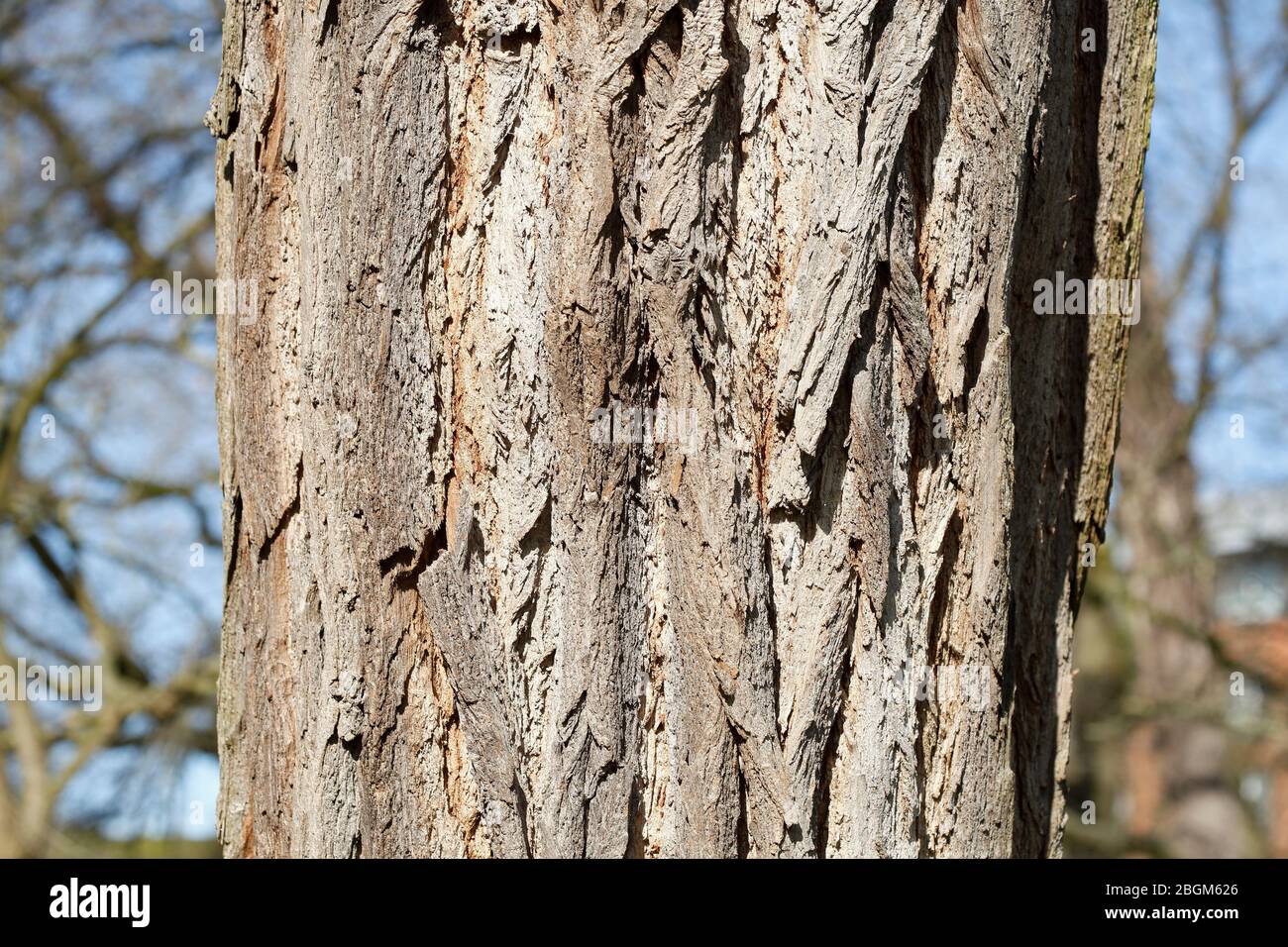 Tree trunk, wood texture, background image, brown tree bark Stock Photo ...