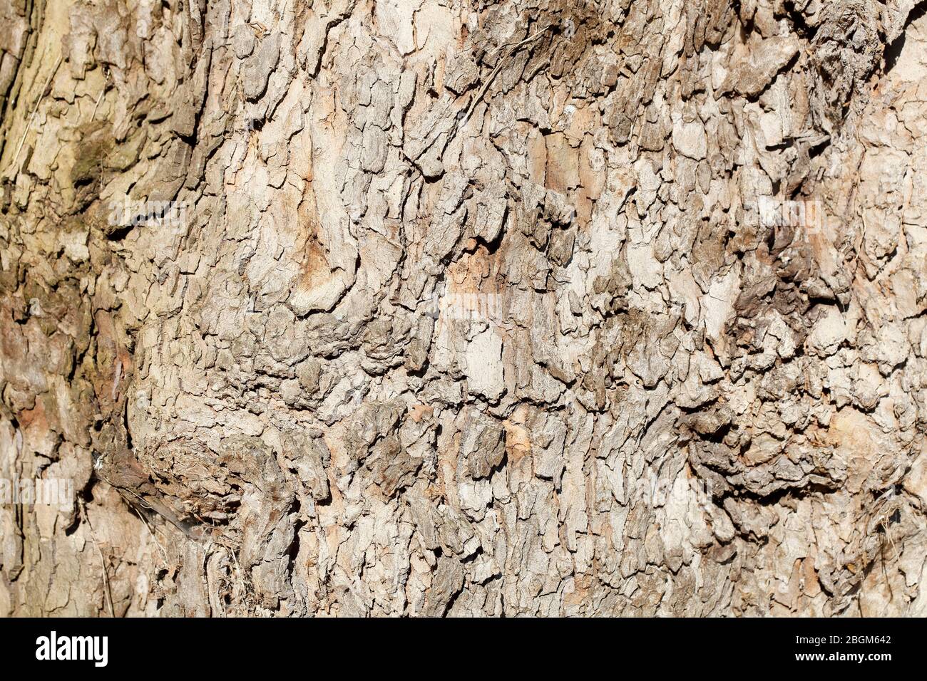 Tree trunk, wood texture, background image, brown tree bark Stock Photo ...