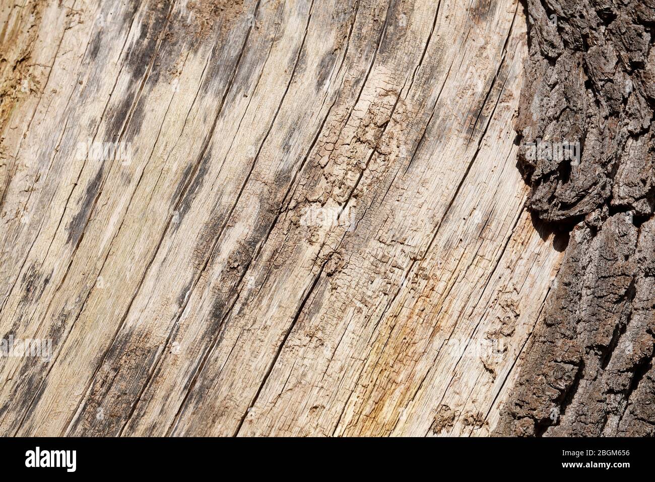 Tree trunk, wood texture, background image, brown tree bark Stock Photo ...