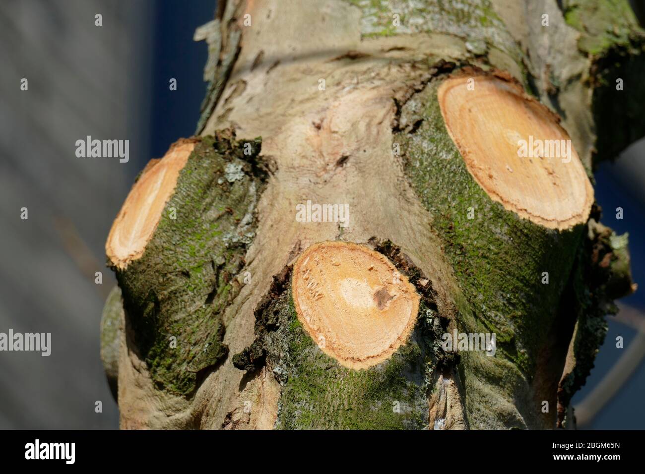 Trimmed off tree hi-res stock photography and images - Alamy