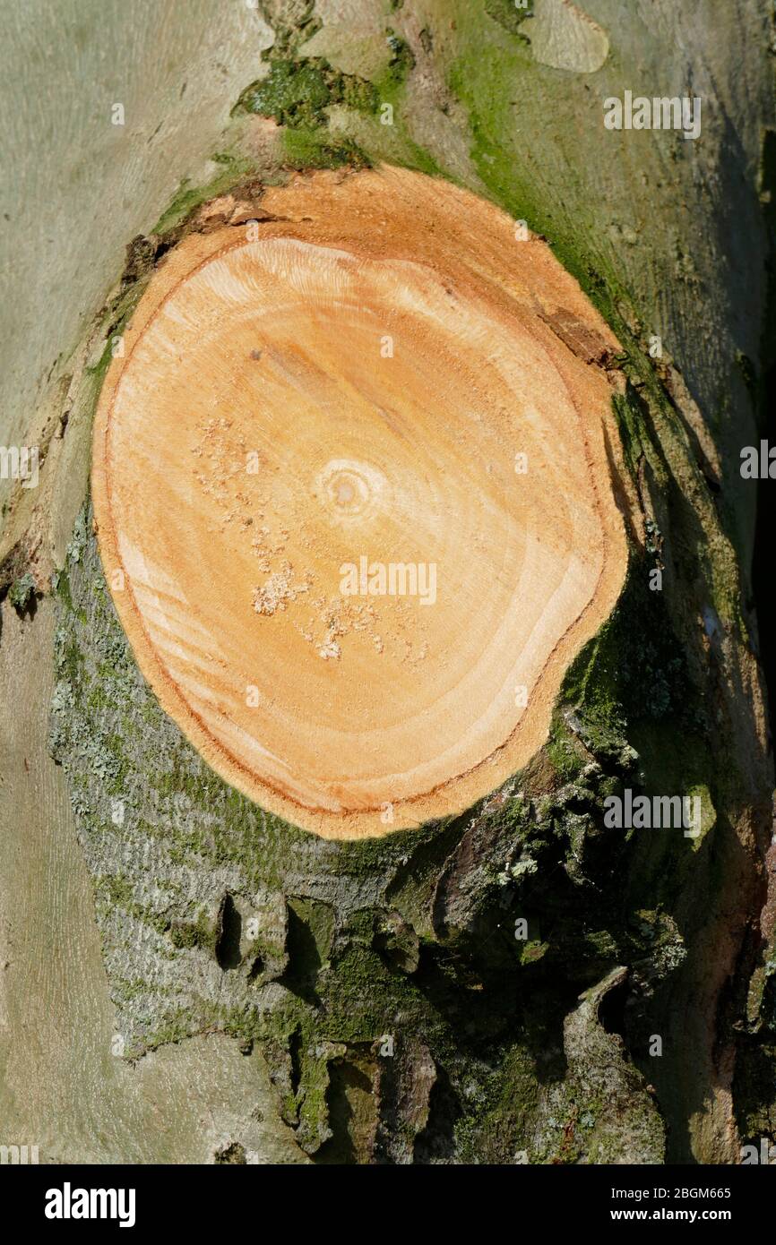 Trimmed off tree hi-res stock photography and images - Alamy