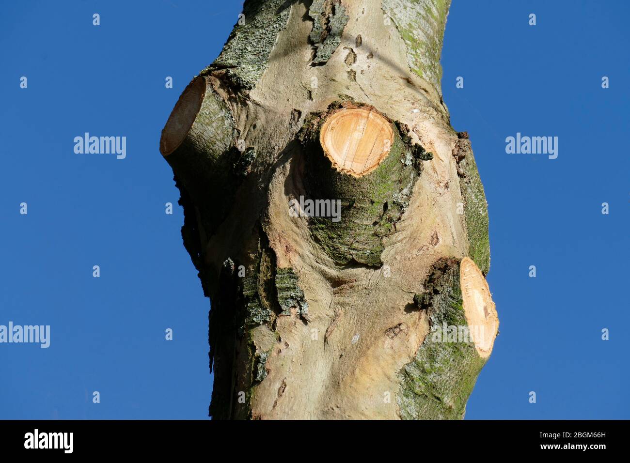 Trimmed off tree hi-res stock photography and images - Alamy