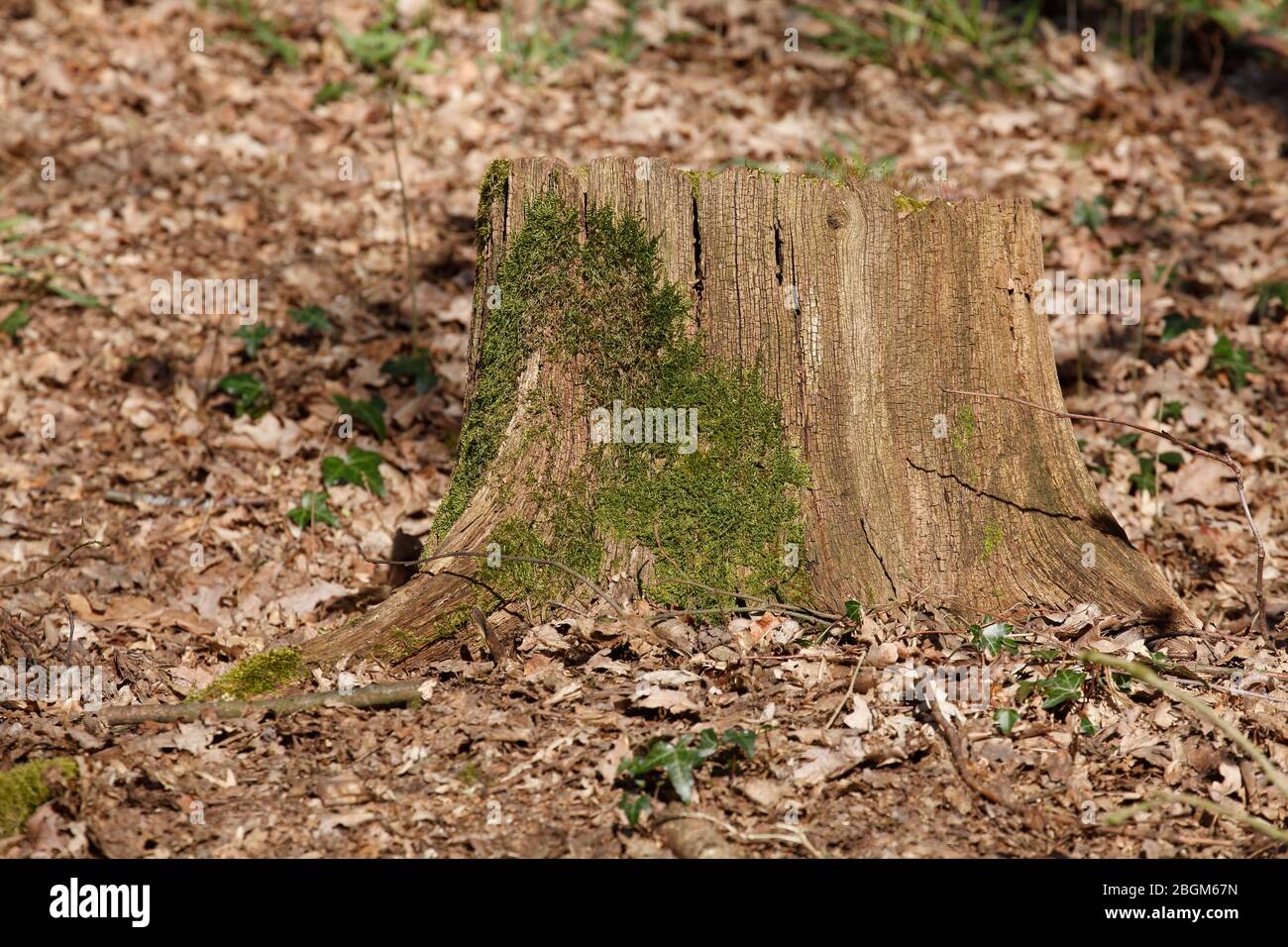 Trimmed Off Tree High Resolution Stock Photography and Images - Alamy