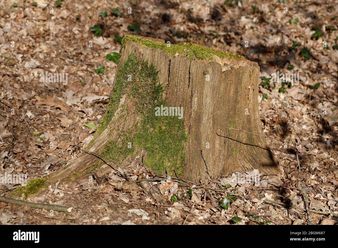 Trimmed Off Tree High Resolution Stock Photography and Images - Alamy