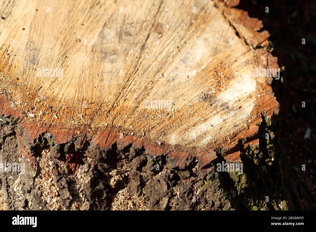 Trimmed off tree hi-res stock photography and images - Alamy