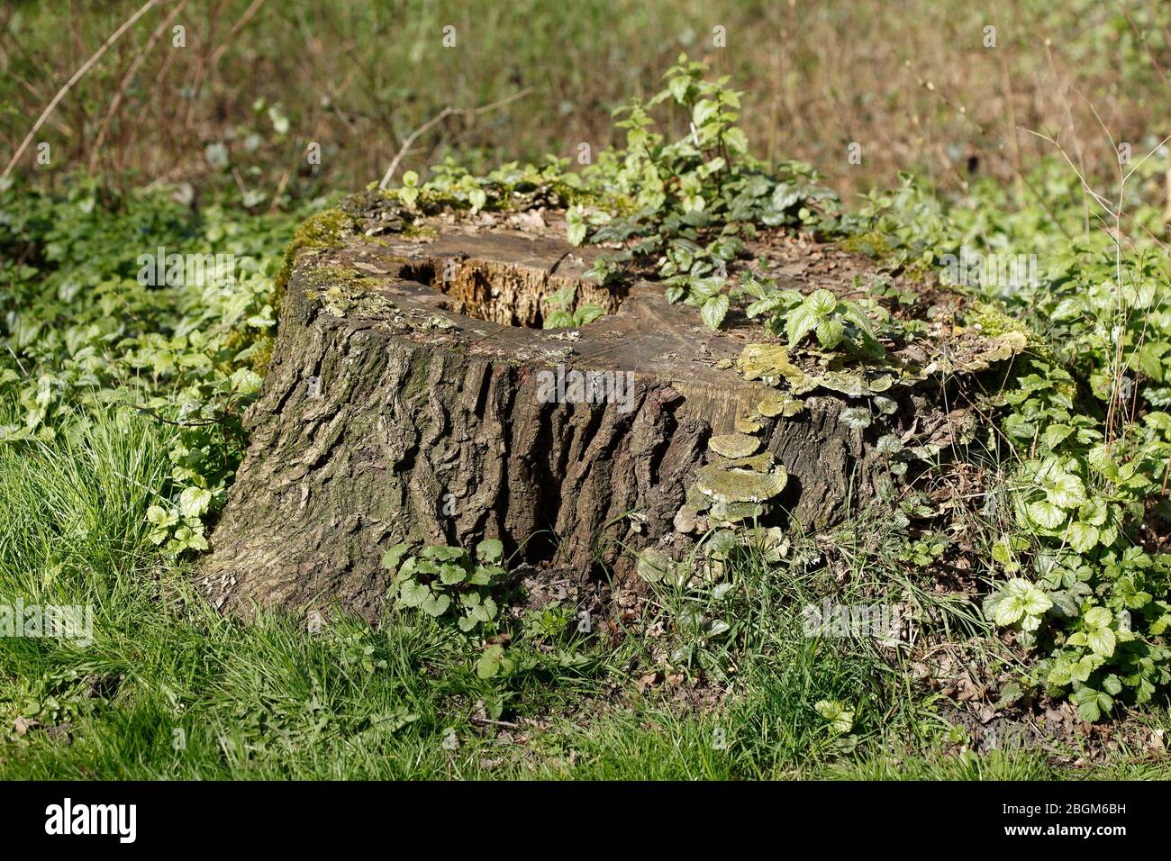 Trimmed off tree hi-res stock photography and images - Alamy