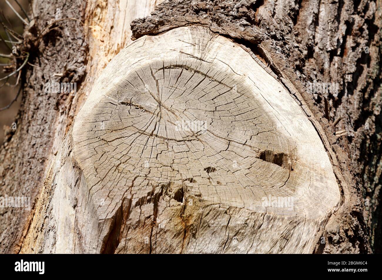 Sawn branch texture hi-res stock photography and images - Alamy