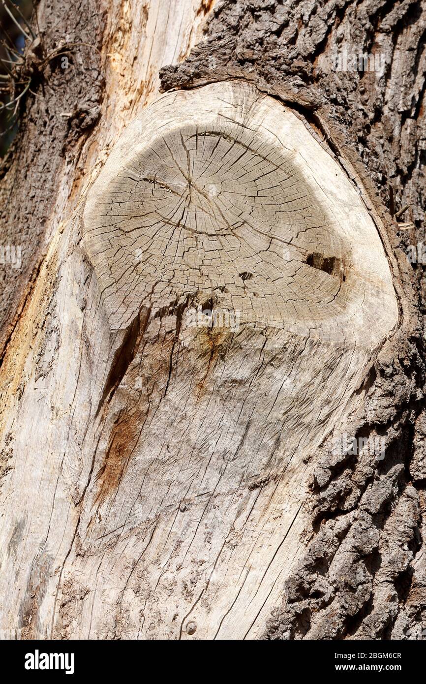 Trimmed off tree hi-res stock photography and images - Alamy