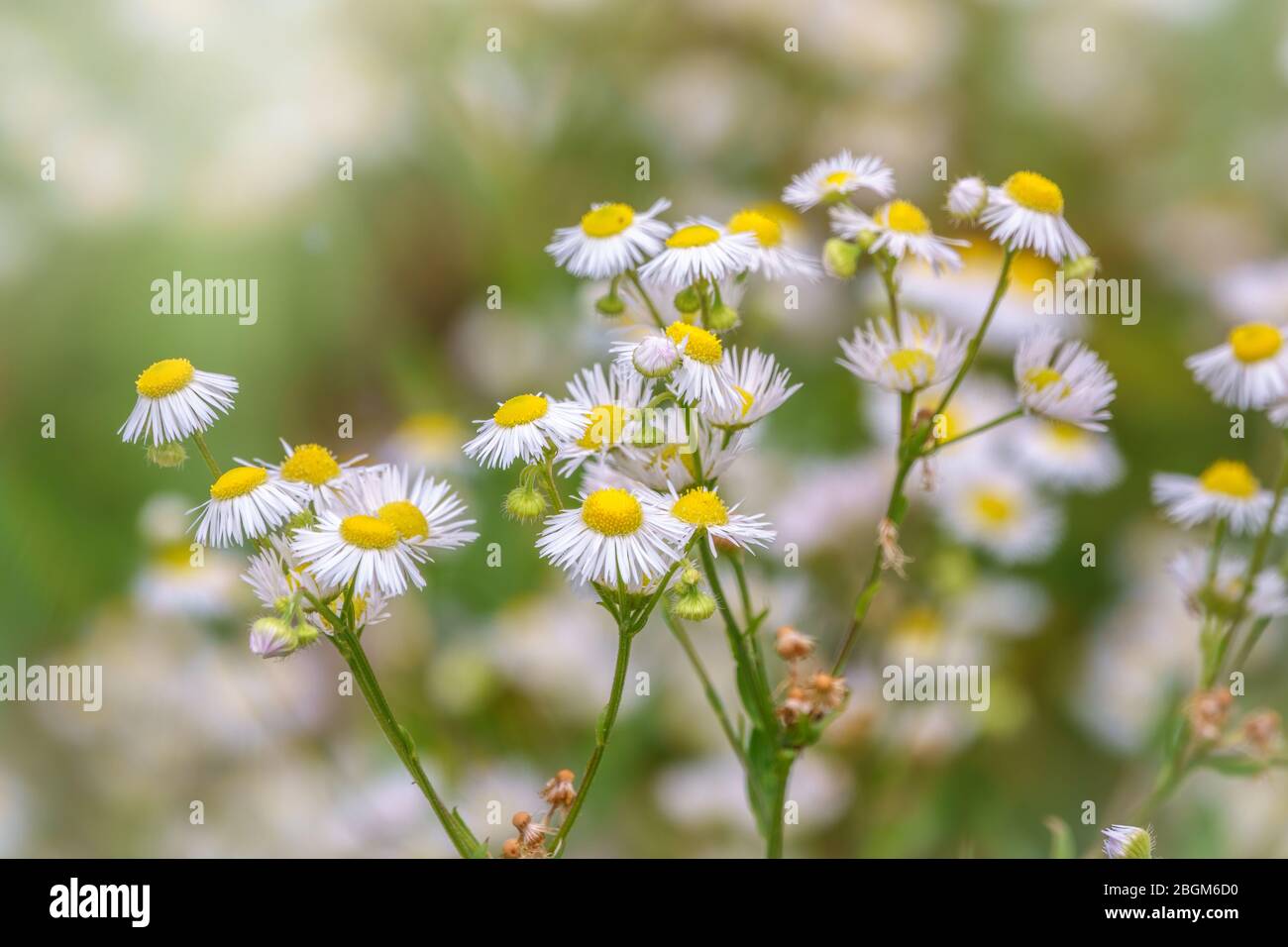 White and yellow daisy flowers on a green blurred background ...