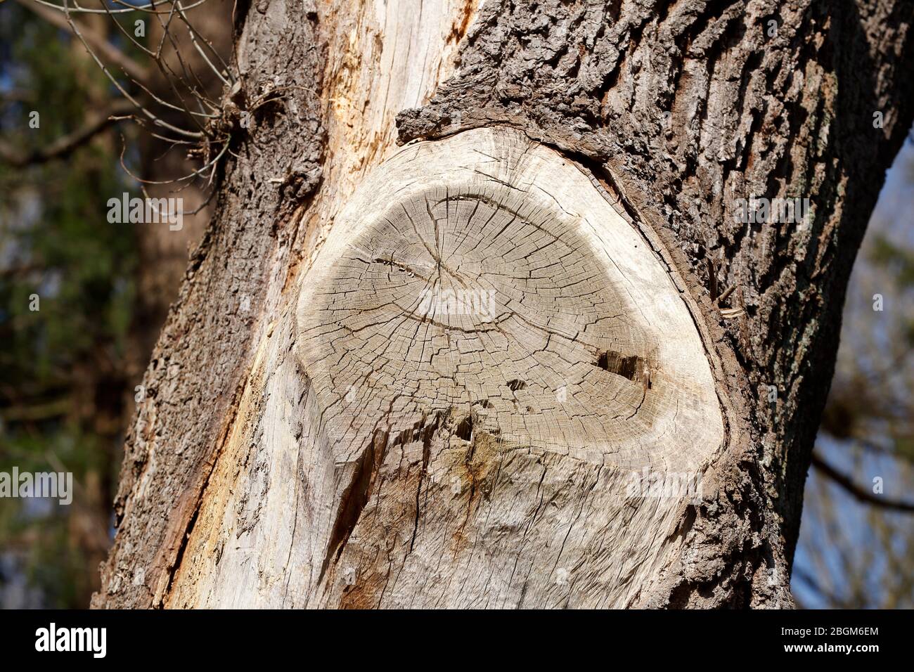 Trimmed tree trunk, sawn off branch, tree bark Stock Photo - Alamy