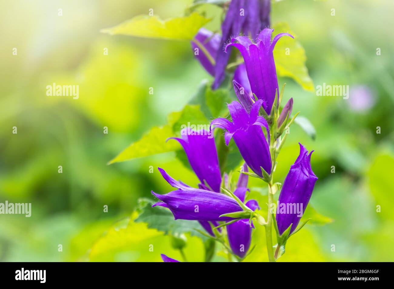 Campanula persicifolia, the peach-leaved bellflower,is a flowering ...
