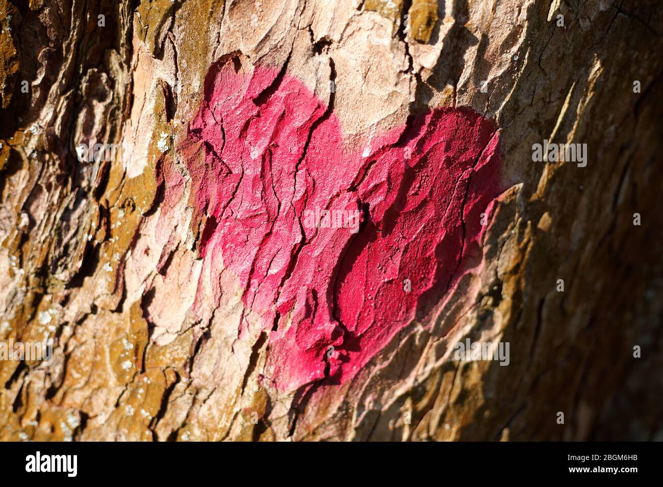 Red heart painted on brown tree bark Stock Photo - Alamy