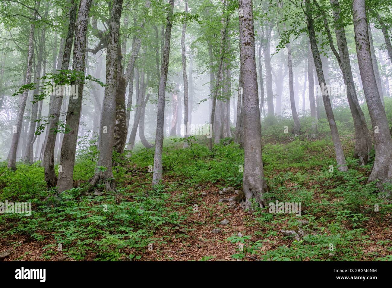 Mystical forest in heavy fog. Forest atmosphere with dense fog. A ...