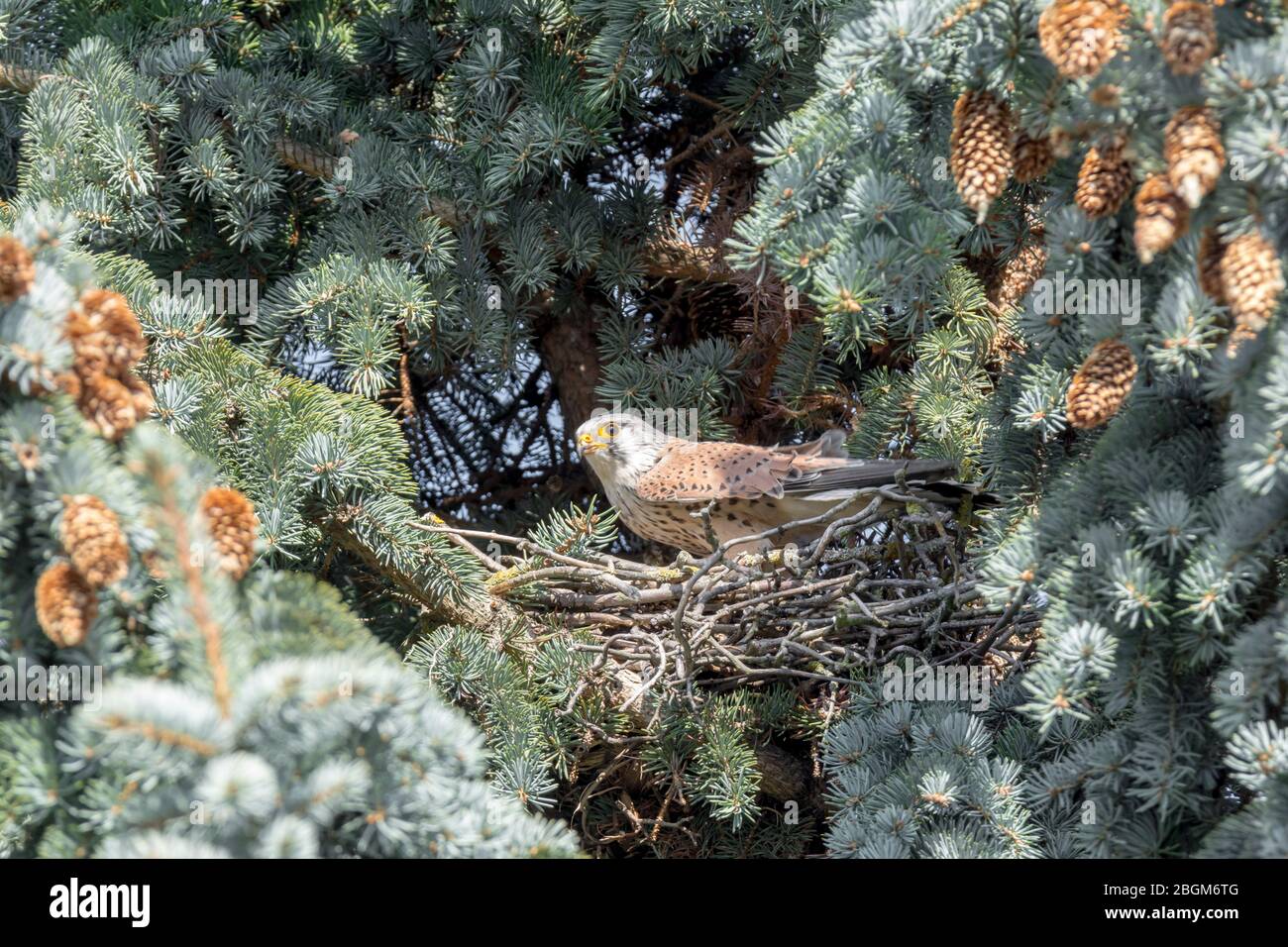 Kestrel sits in its nest on the tip of a blue spruce between pine ...