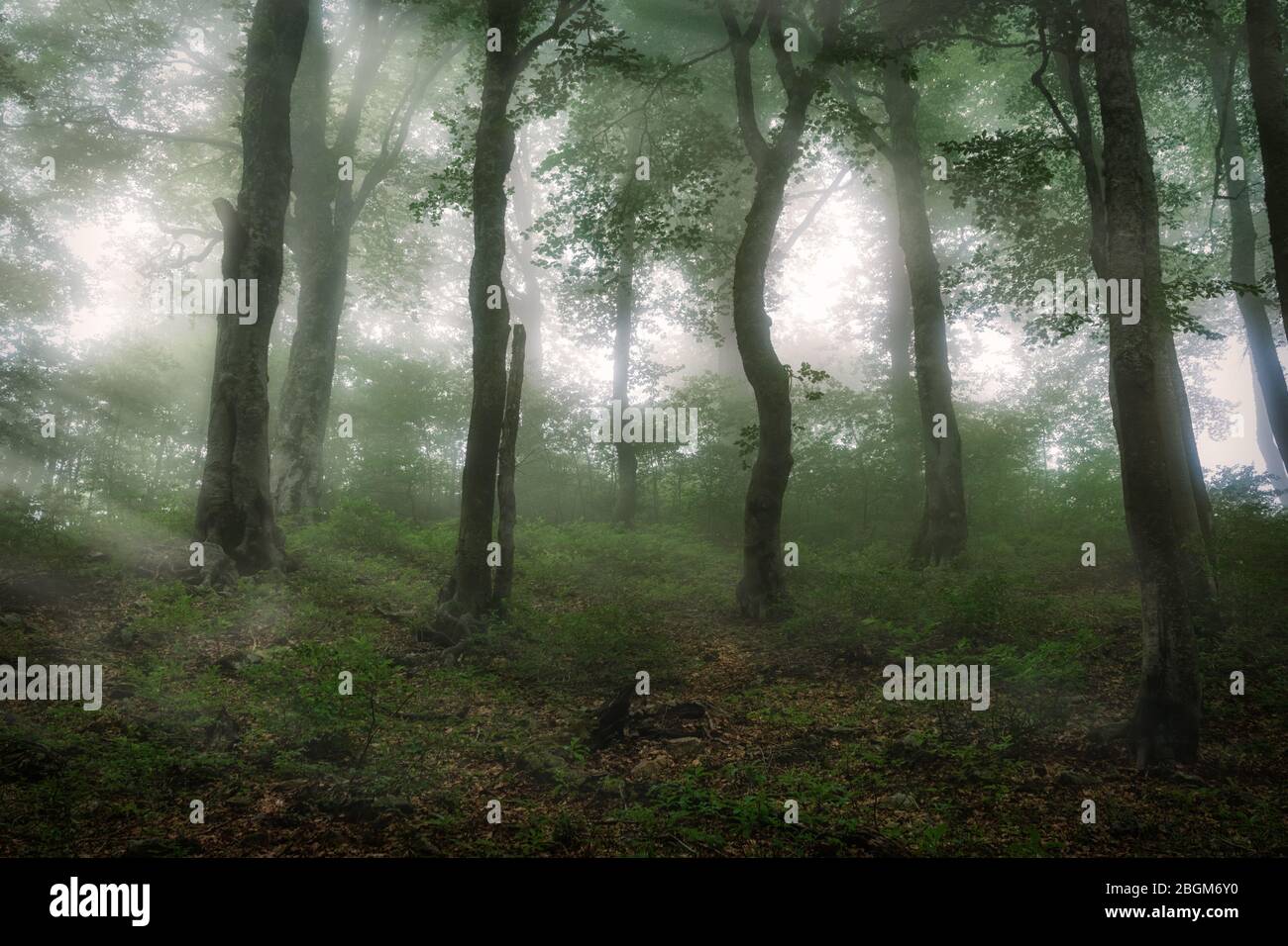 Mystical forest in heavy fog. Forest atmosphere with dense fog. A ...