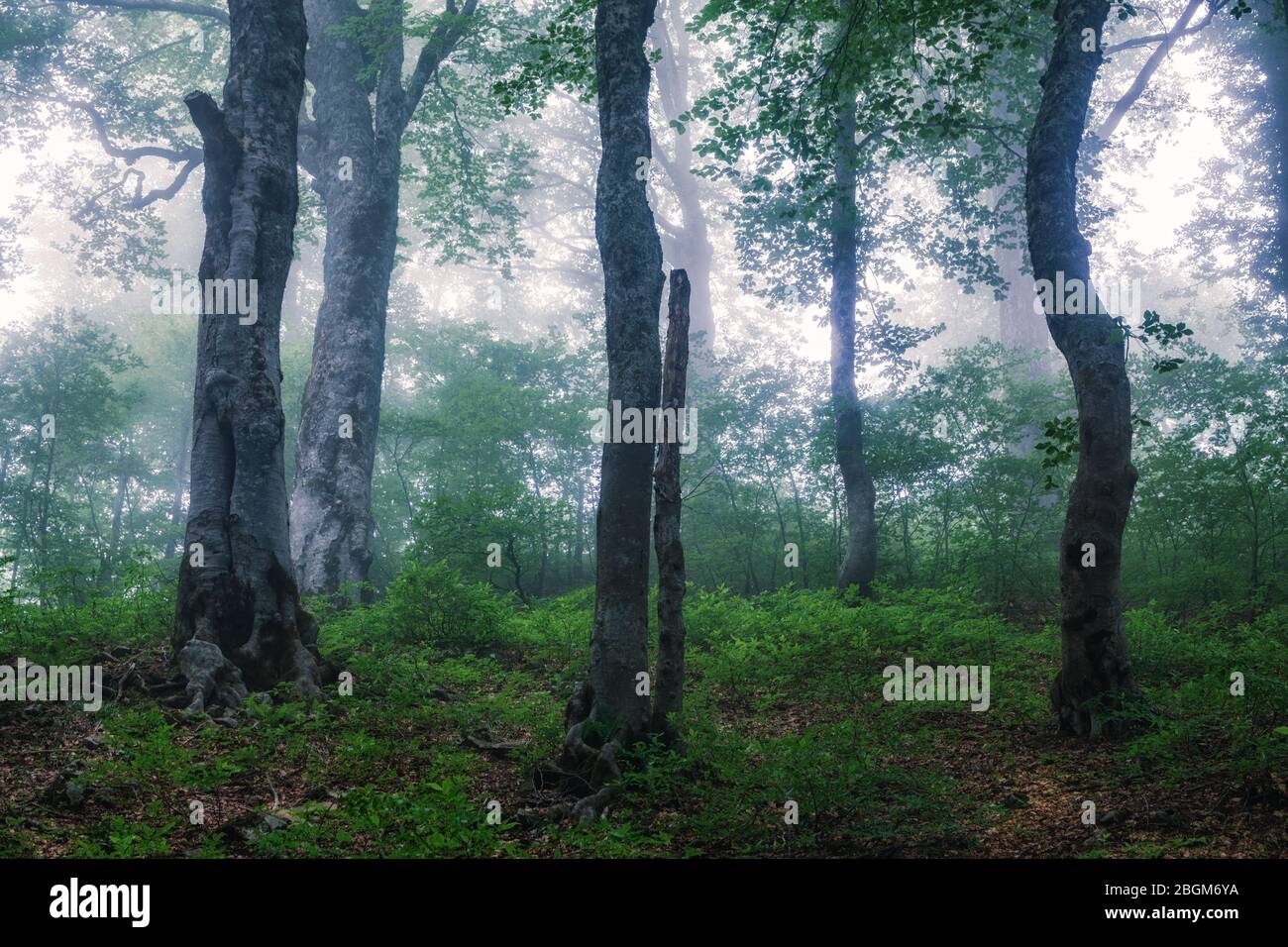 Mystical forest in heavy fog. Forest atmosphere with dense fog. A ...