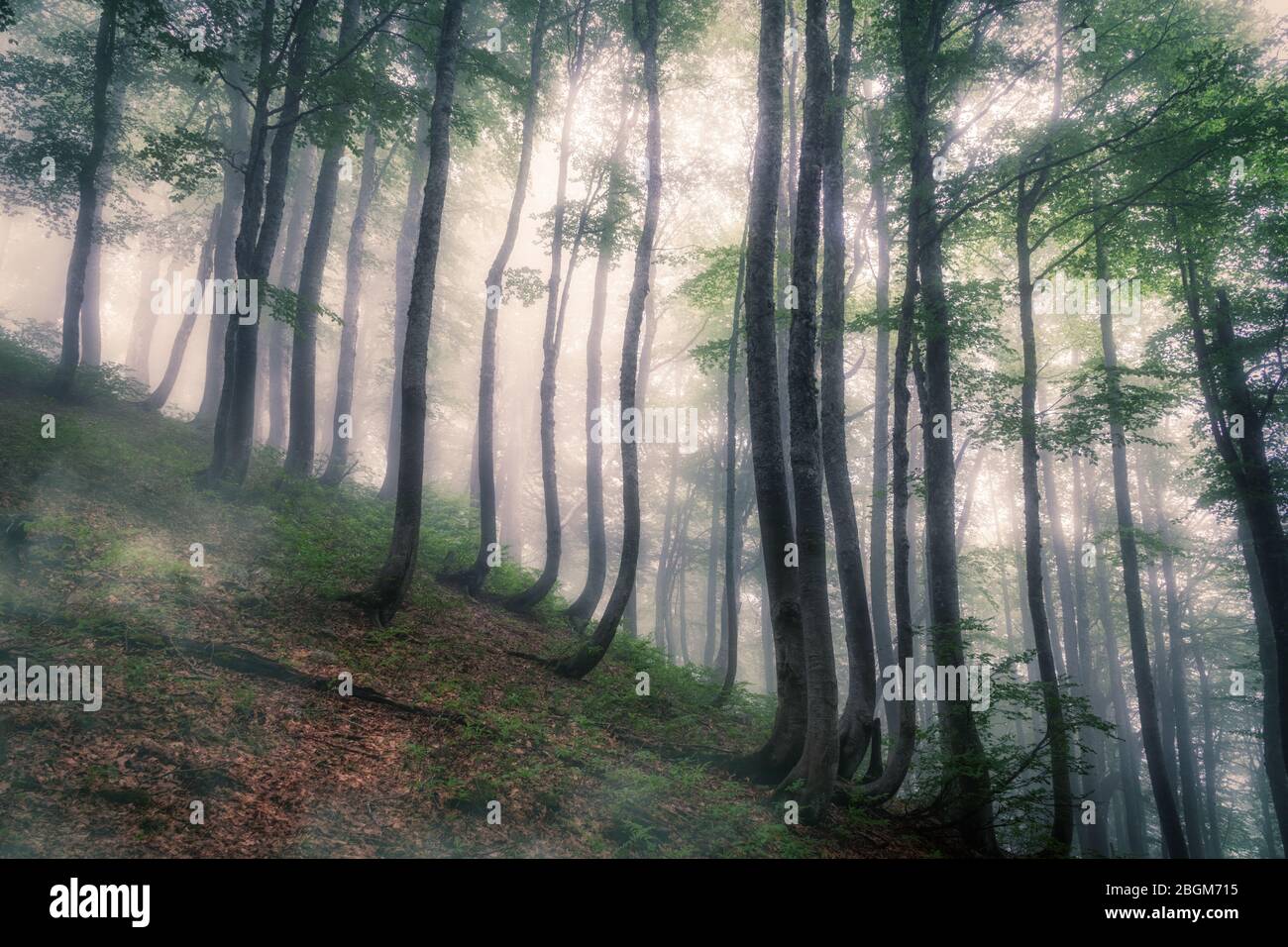 Mystical forest on a mountainside in heavy fog. Forest atmosphere with ...