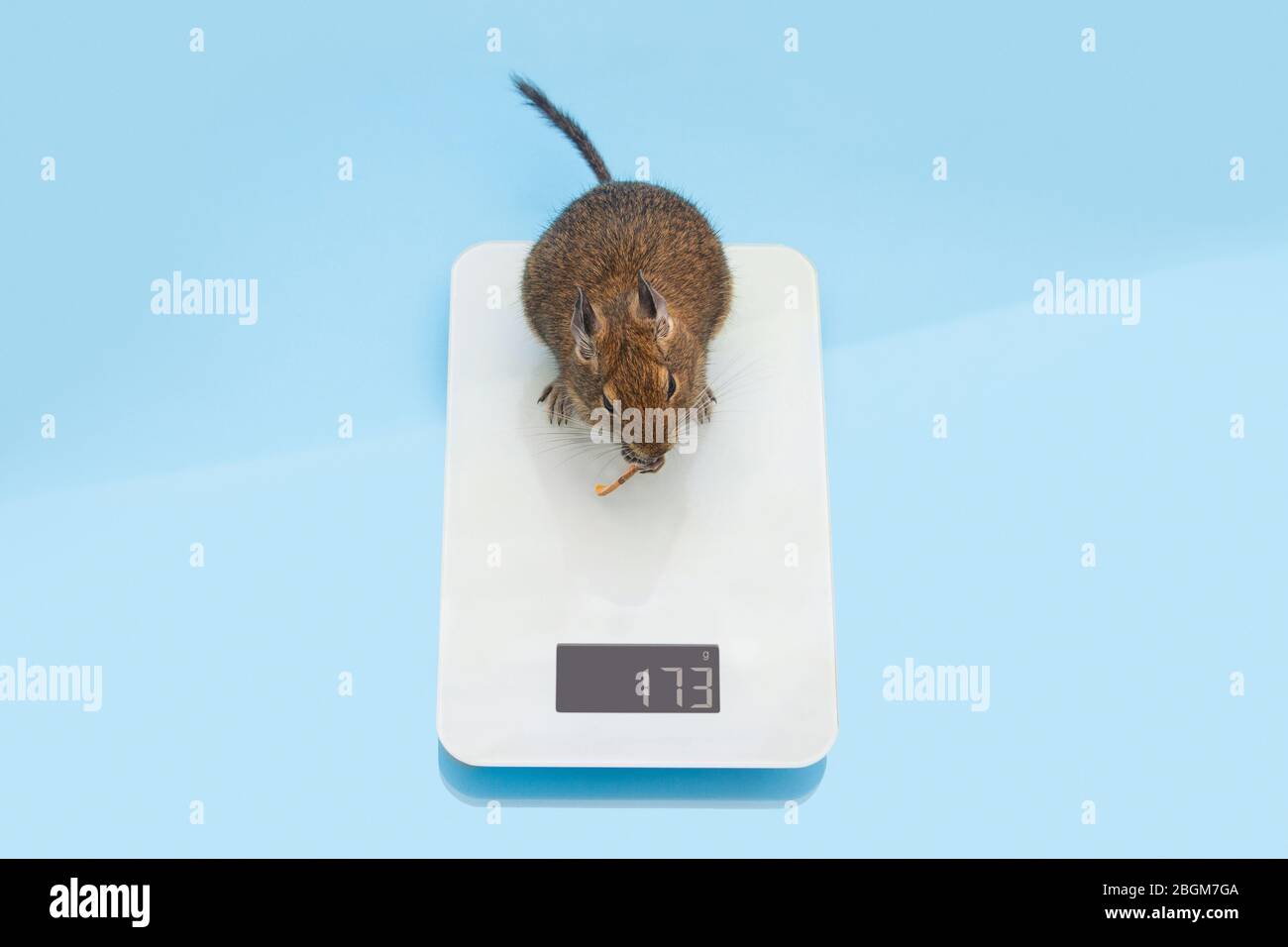 Pet on libra. Weight is one of indicators rodent health. Degu's diet ...