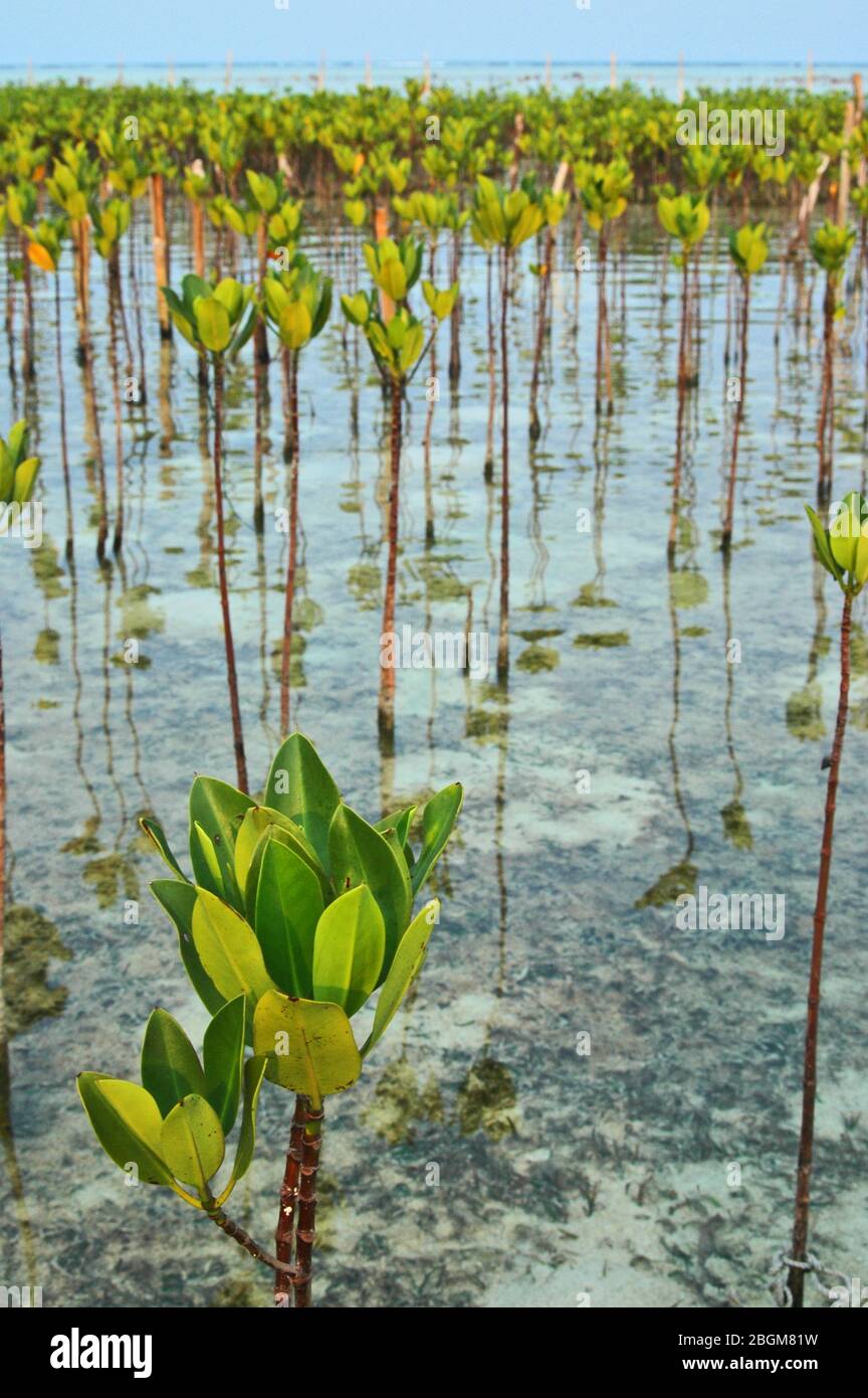 Red mangrove, Rhizophora mangle, seedlings being cultivated for a ...