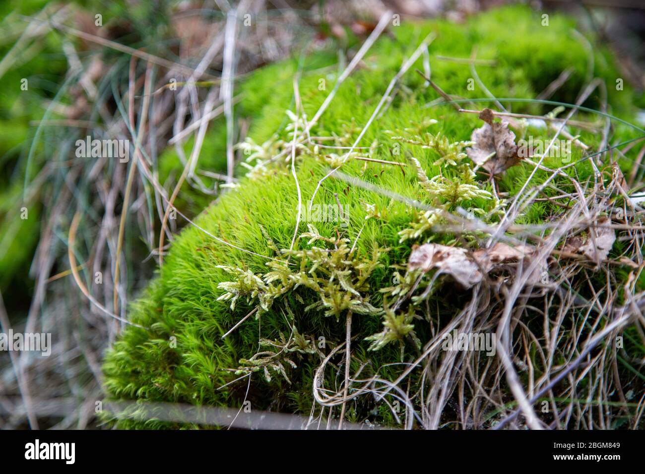 Fine roots hi-res stock photography and images - Alamy